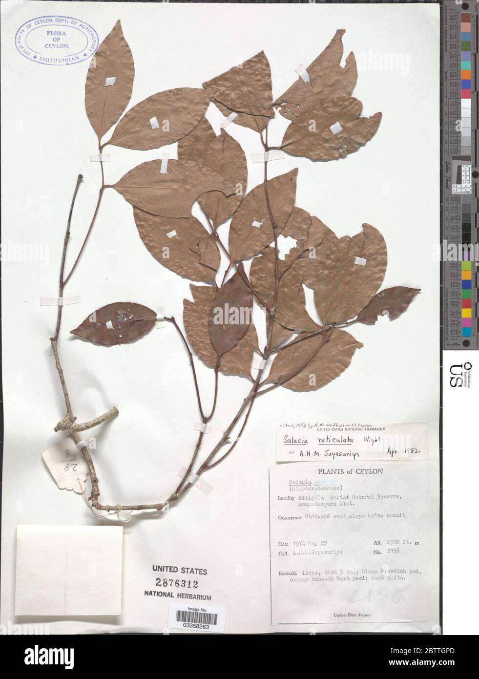 Salacia reticulata Wight Stock Photo - Alamy