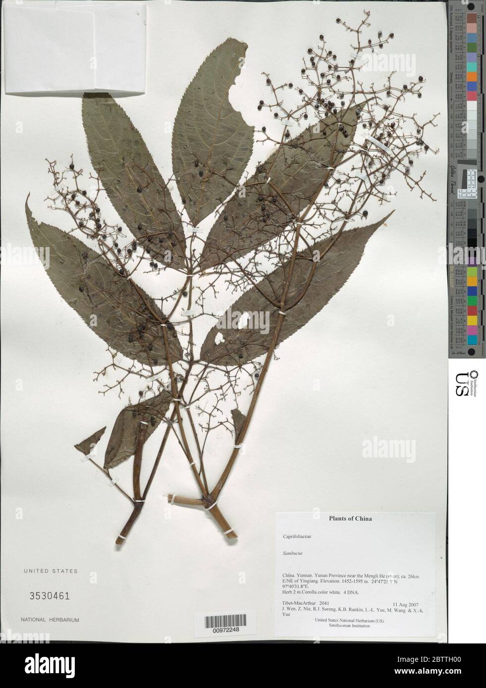Sambucus sp hi-res stock photography and images - Alamy