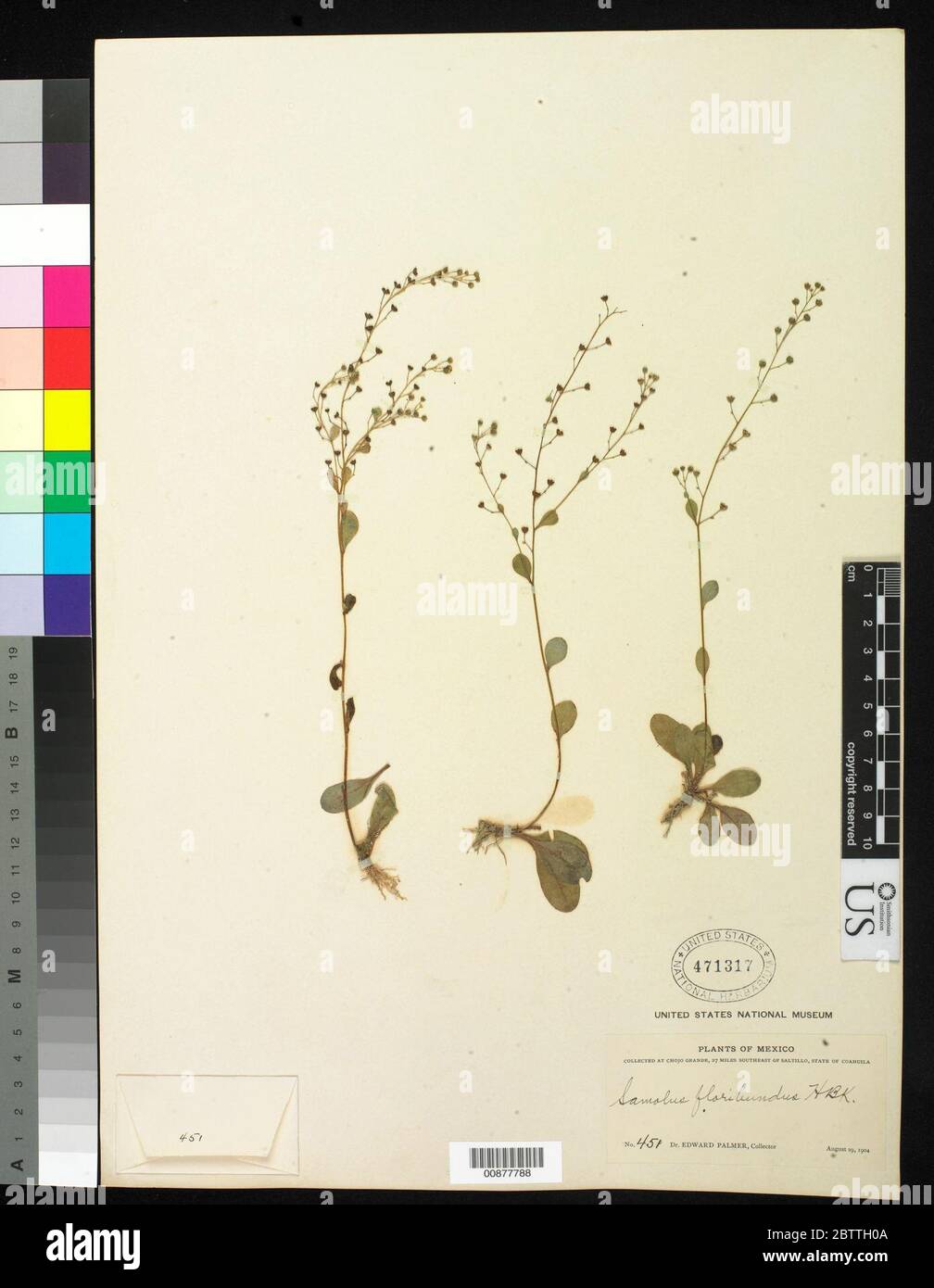 Samolus floribundus Kunth Stock Photo - Alamy