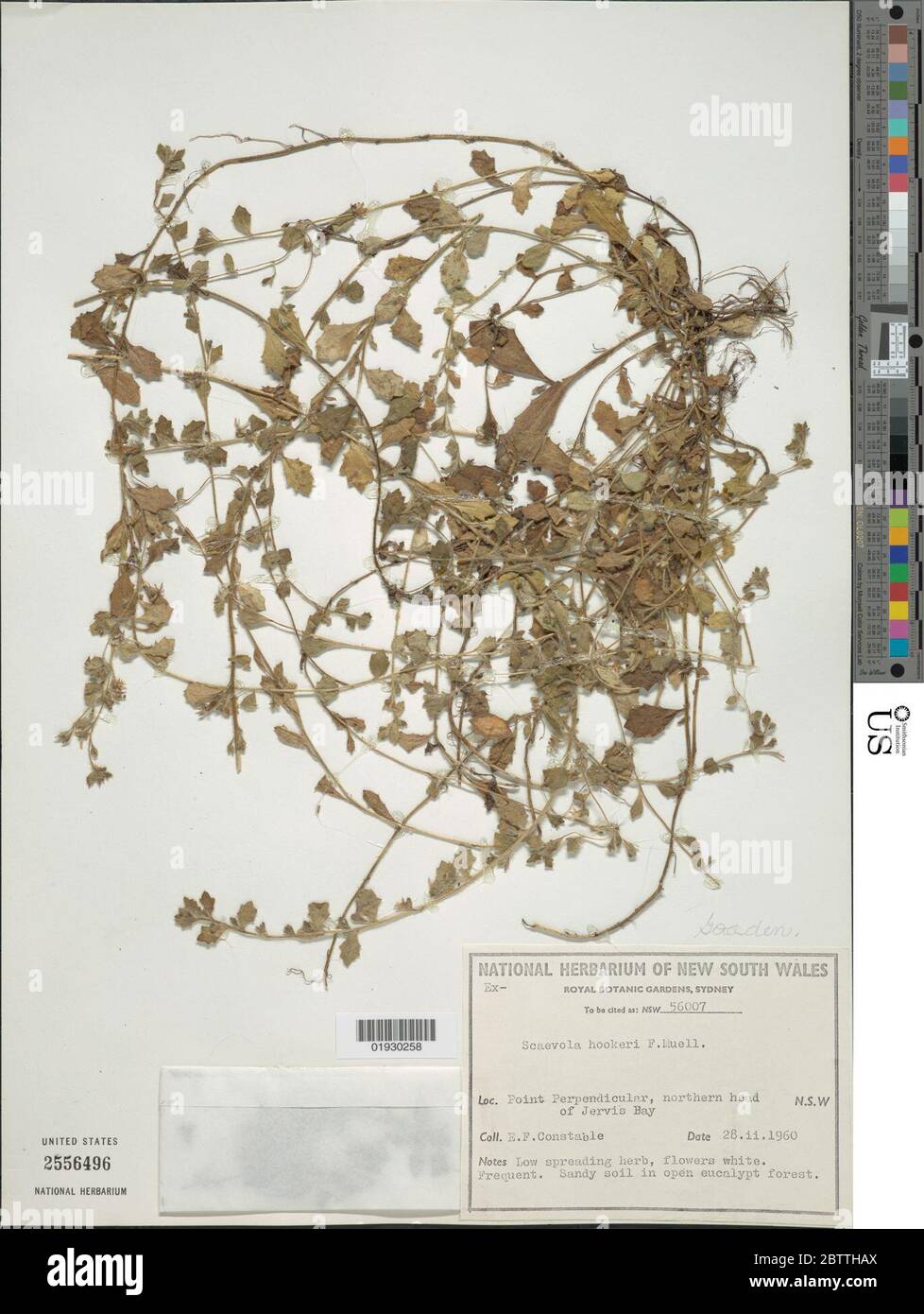Scaevola hookeri F Muell ex Hook f Stock Photo - Alamy