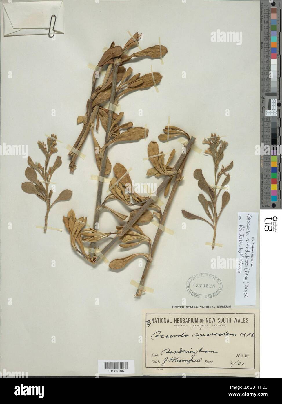 Scaevola calendulacea Druce Stock Photo - Alamy