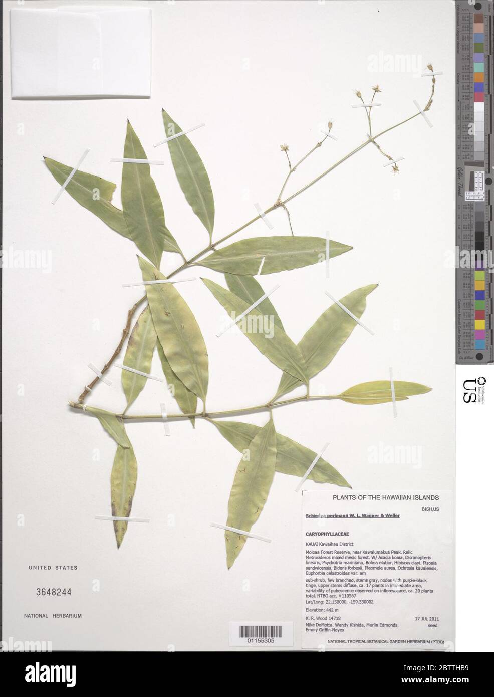 Schiedea hi-res stock photography and images - Alamy