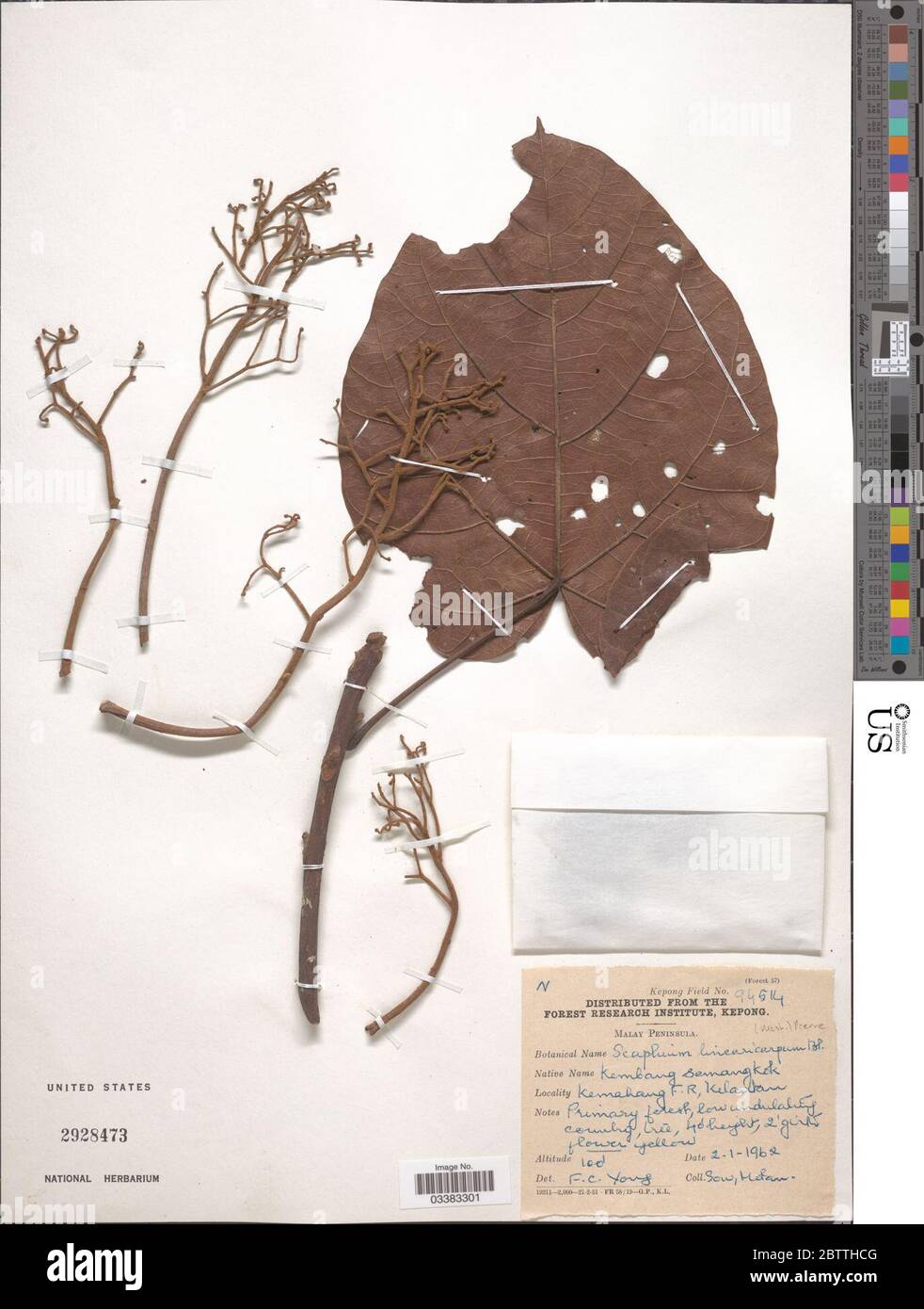 Scaphium linearicarpum Mast Pierre Stock Photo - Alamy