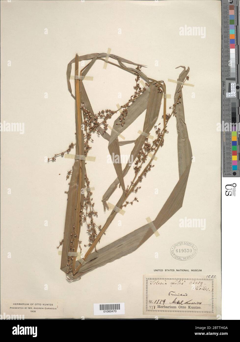 Scleria mitis PJ Bergius Stock Photo - Alamy