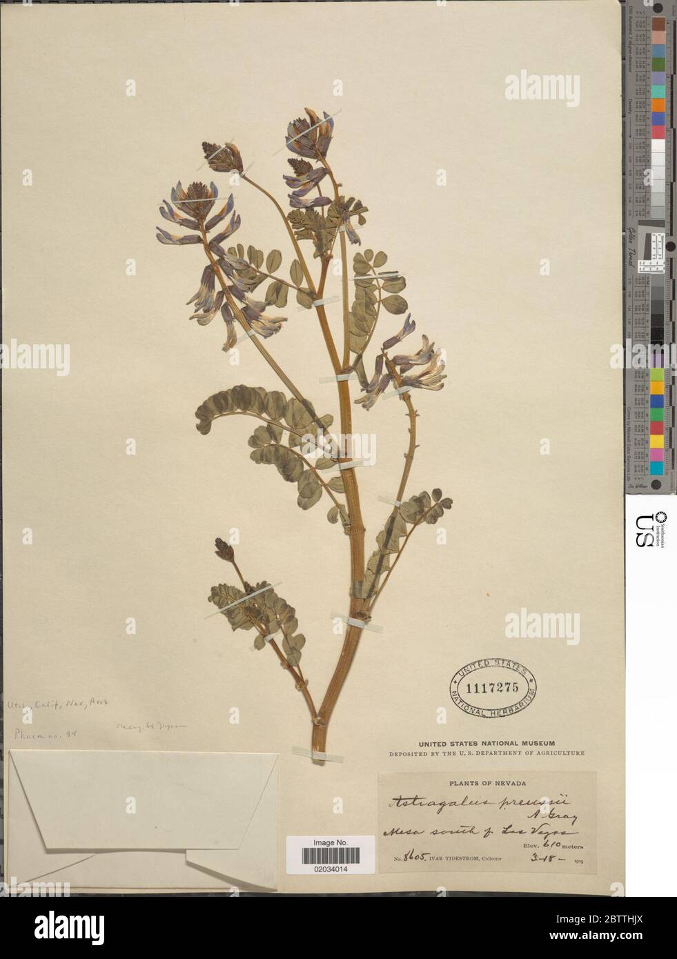 Preussii hi-res stock photography and images - Alamy