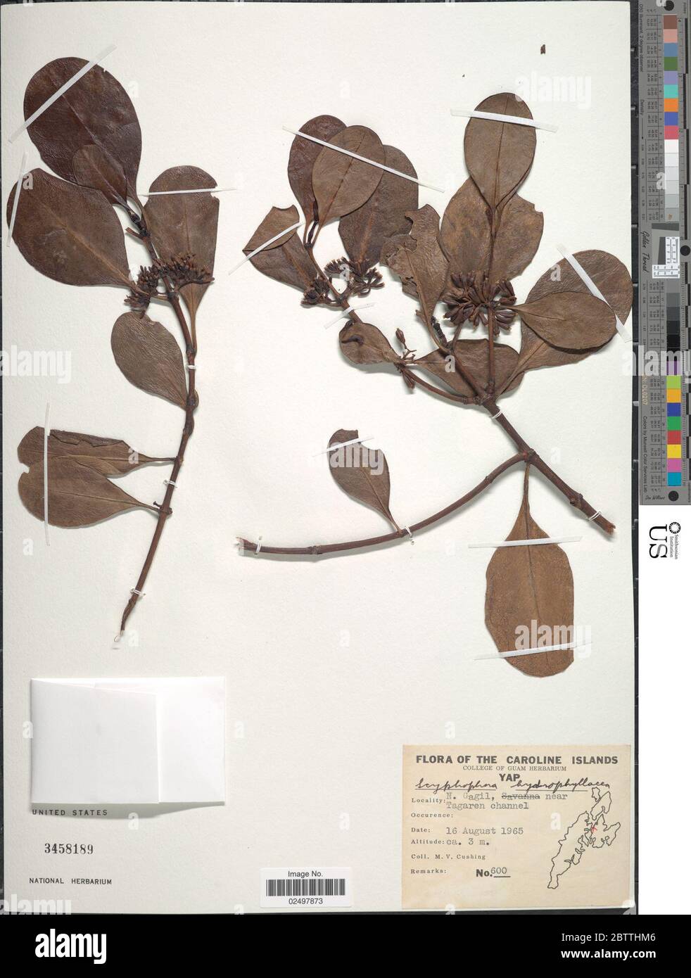 Hydrophyllacea hi-res stock photography and images - Alamy