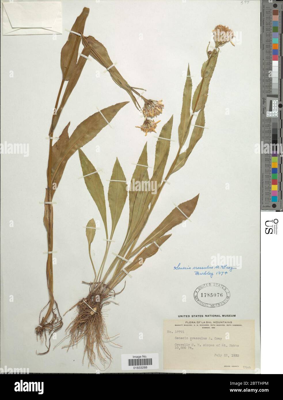 Senecio crassulus hi-res stock photography and images - Alamy