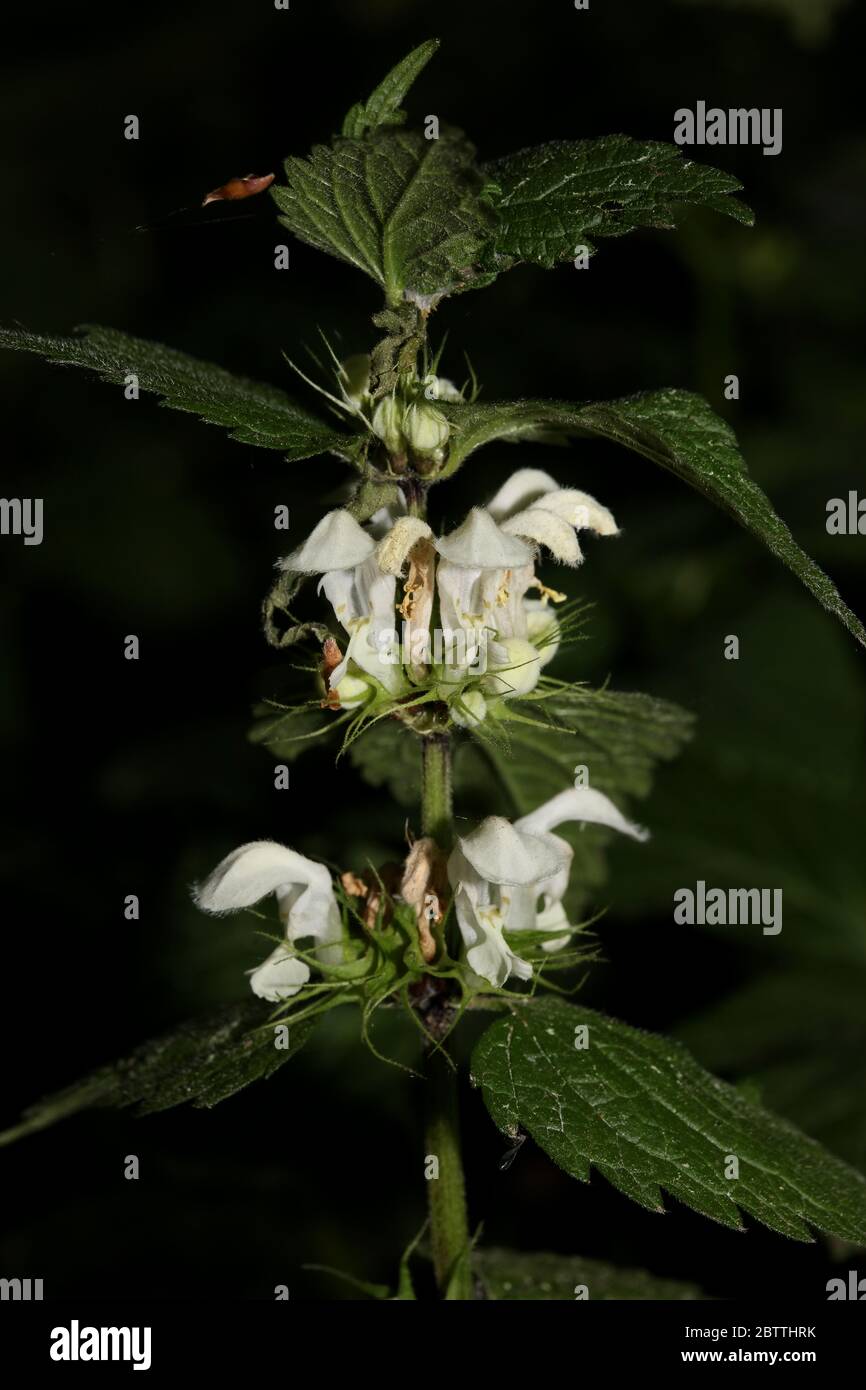 White wild flower lamium album family lamiaceae modern macro background ...