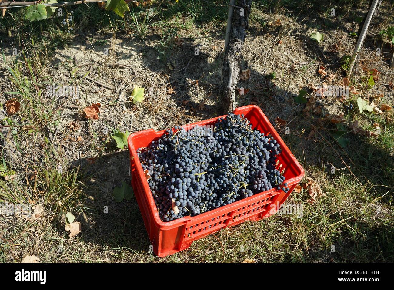 Harvest in a vineyard at Cannubi in Barolo, Piedmont - Italy Stock ...