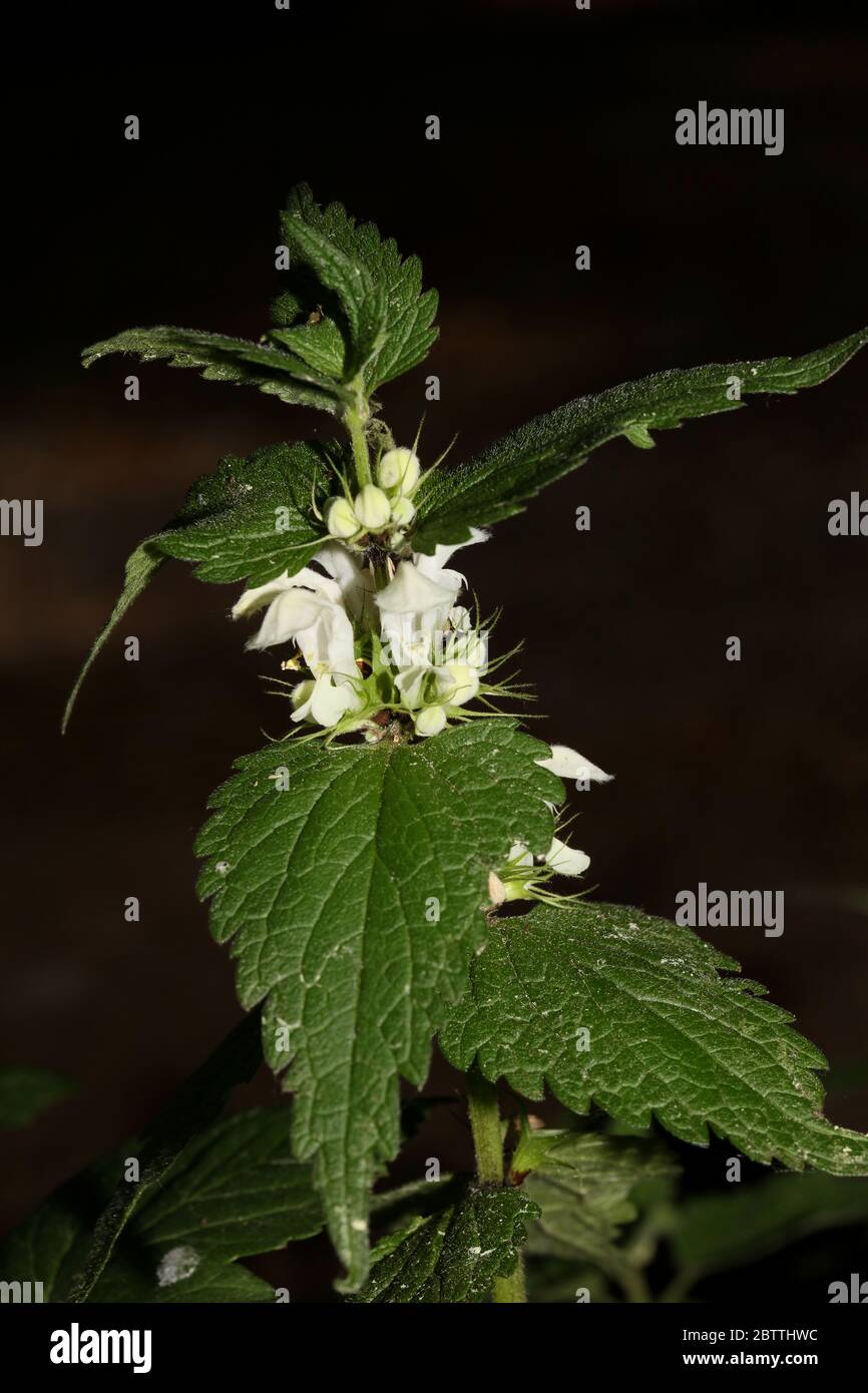 White wild flower lamium album family lamiaceae modern macro background ...