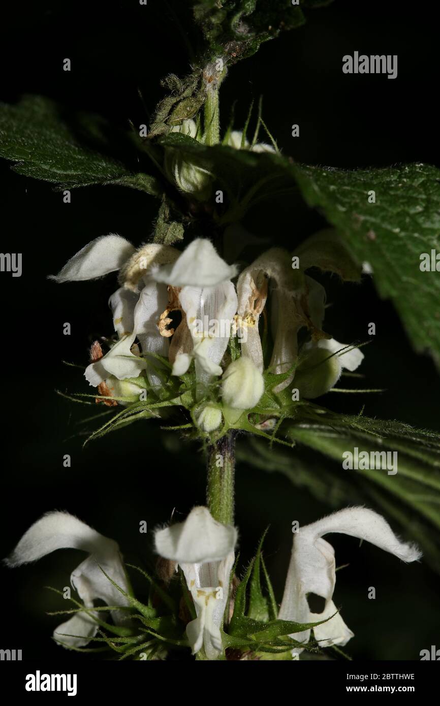 White wild flower lamium album family lamiaceae modern macro background ...