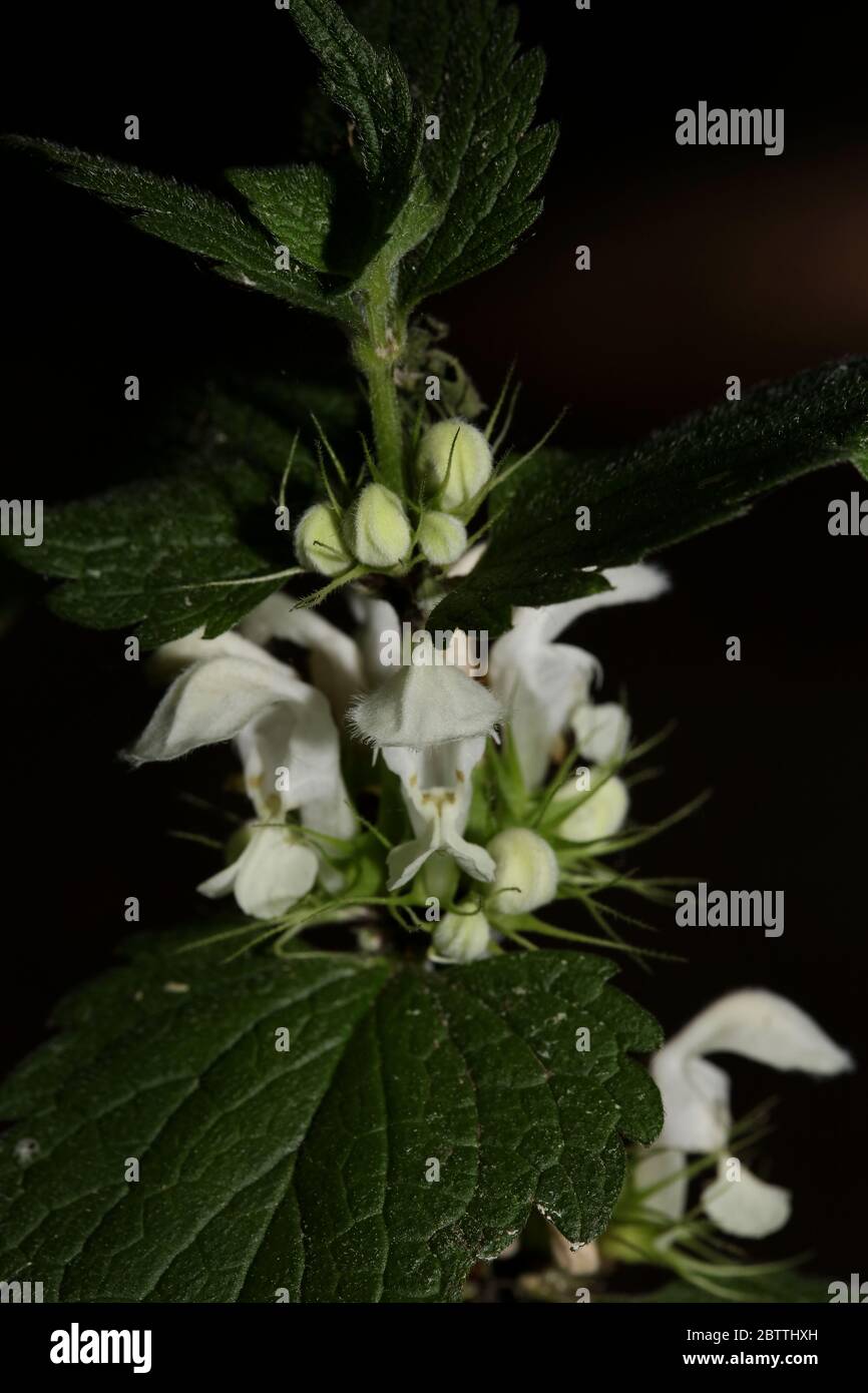 White wild flower lamium album family lamiaceae modern macro background ...