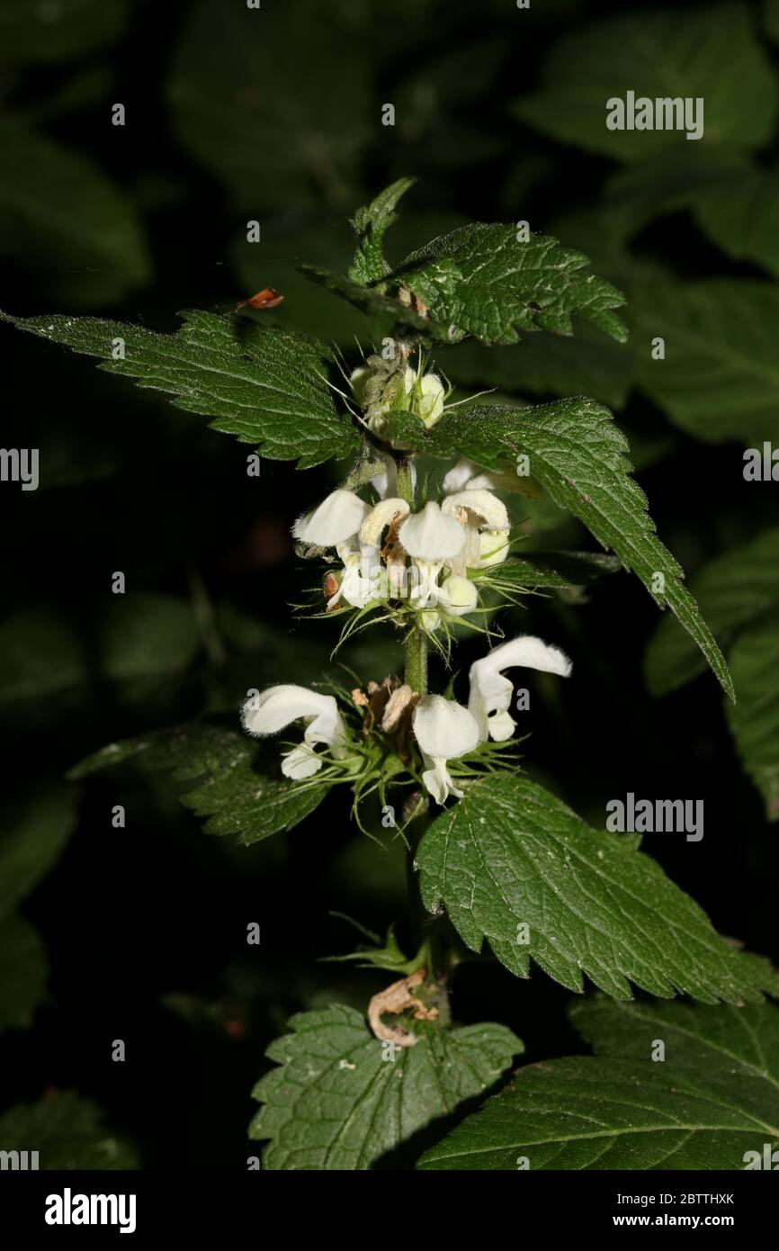 White wild flower lamium album family lamiaceae modern macro background ...