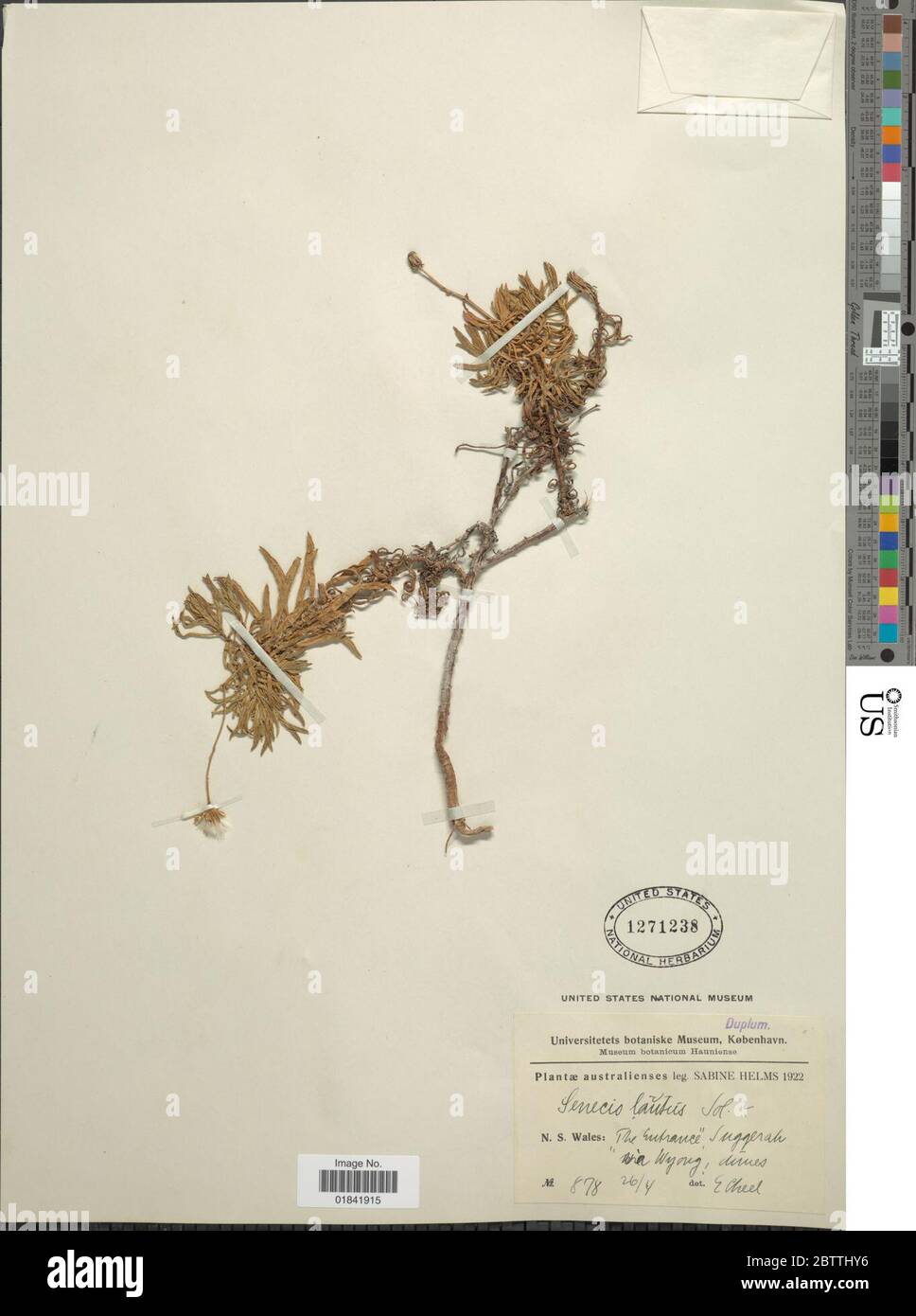 Senecio lautus G Forst ex Willd Stock Photo - Alamy