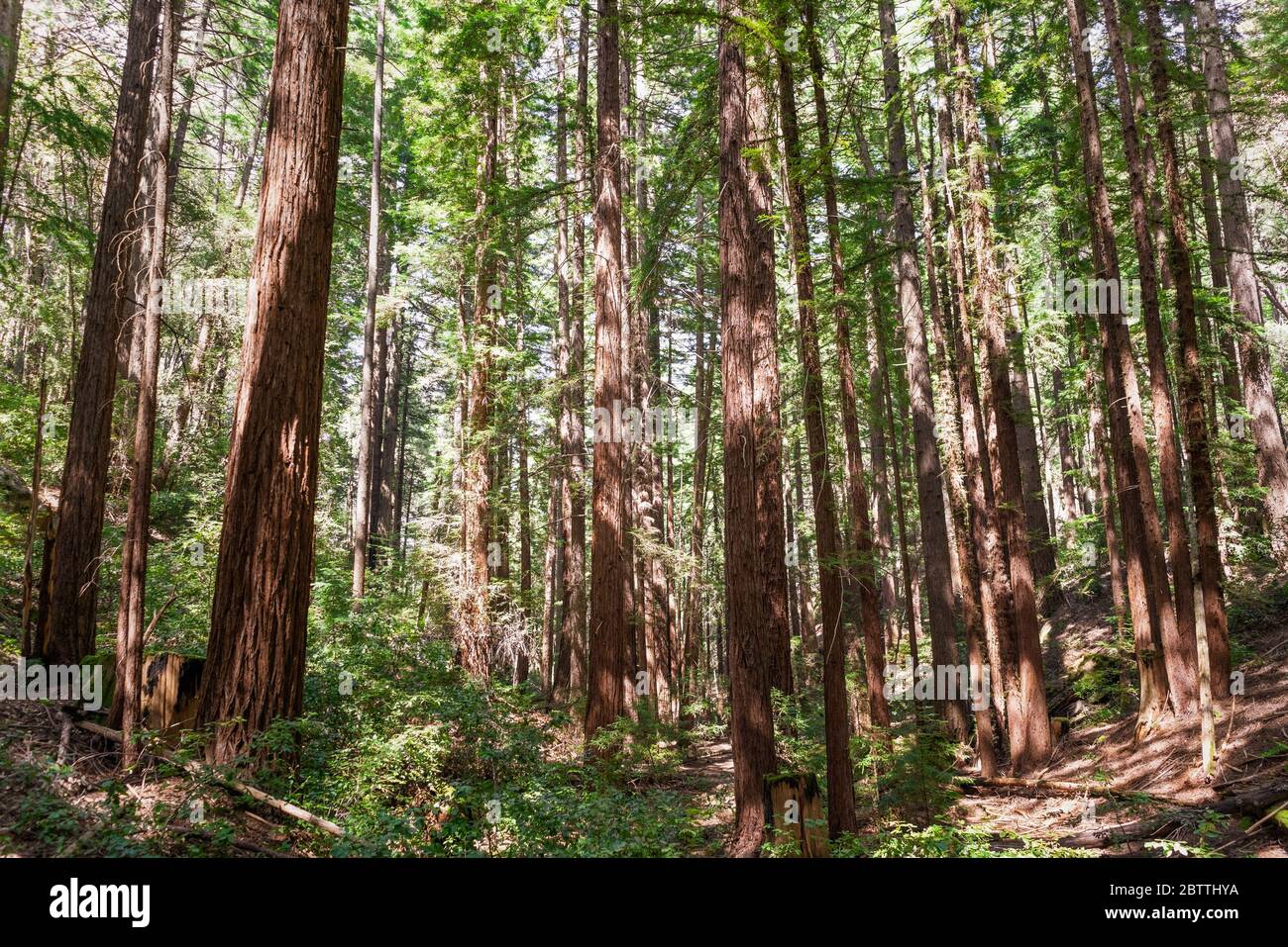 Sunlight illuminating a Coastal Redwood forest (Sequoia Sempervirens ...