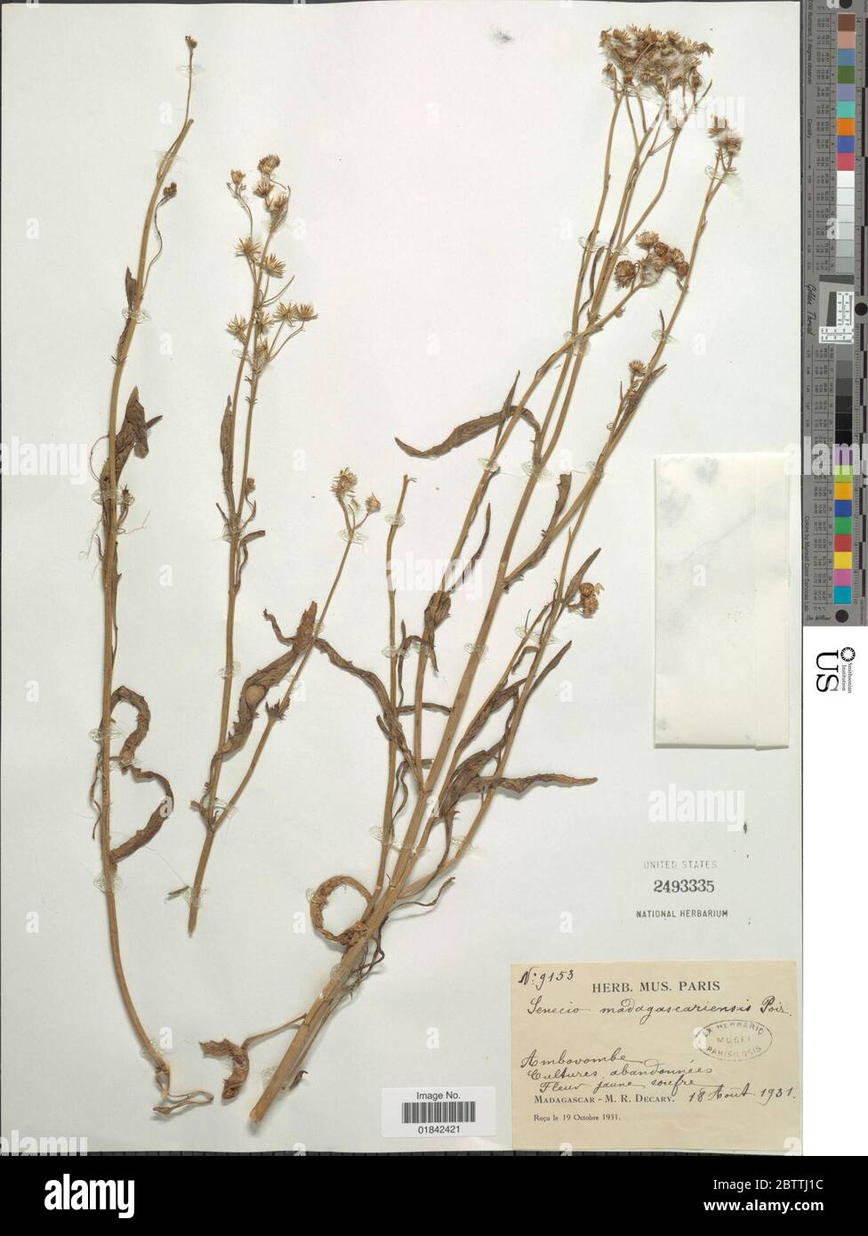 Senecio madagascariensis hi-res stock photography and images - Alamy