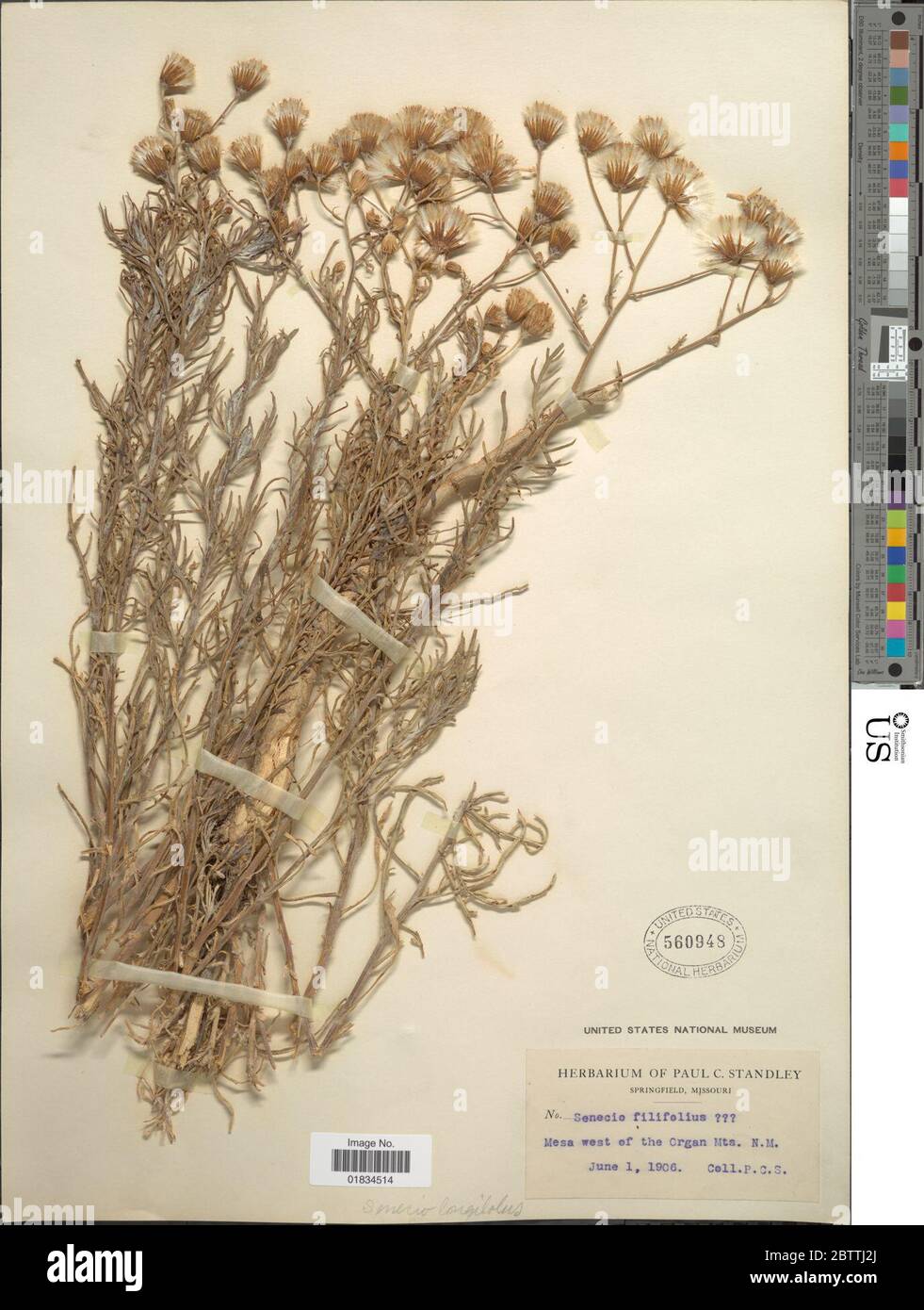Senecio longilobus Benth Stock Photo - Alamy