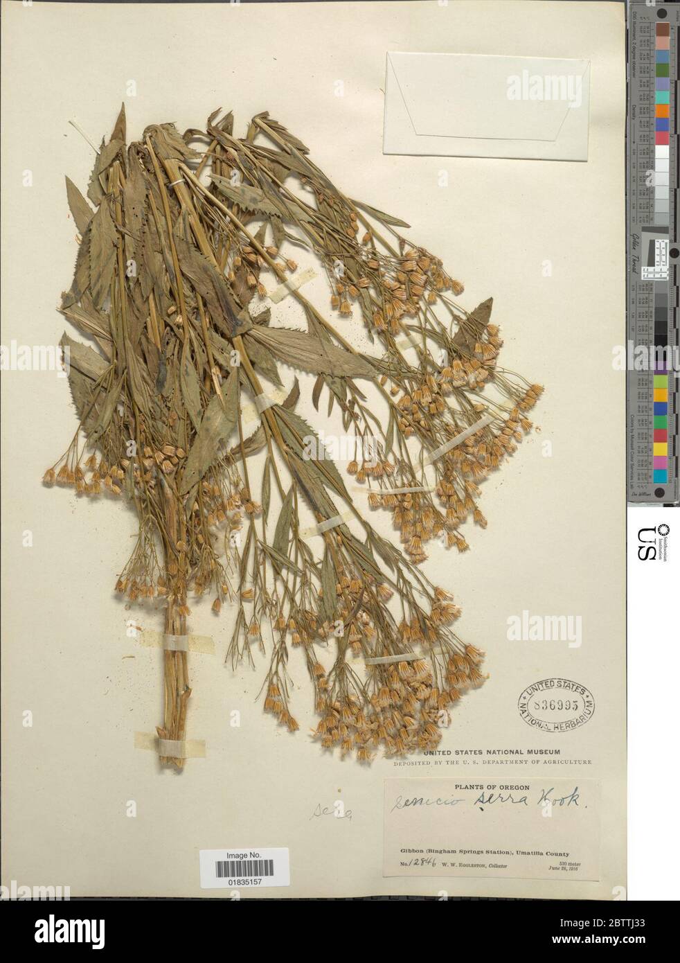 Senecio serra hi-res stock photography and images - Alamy