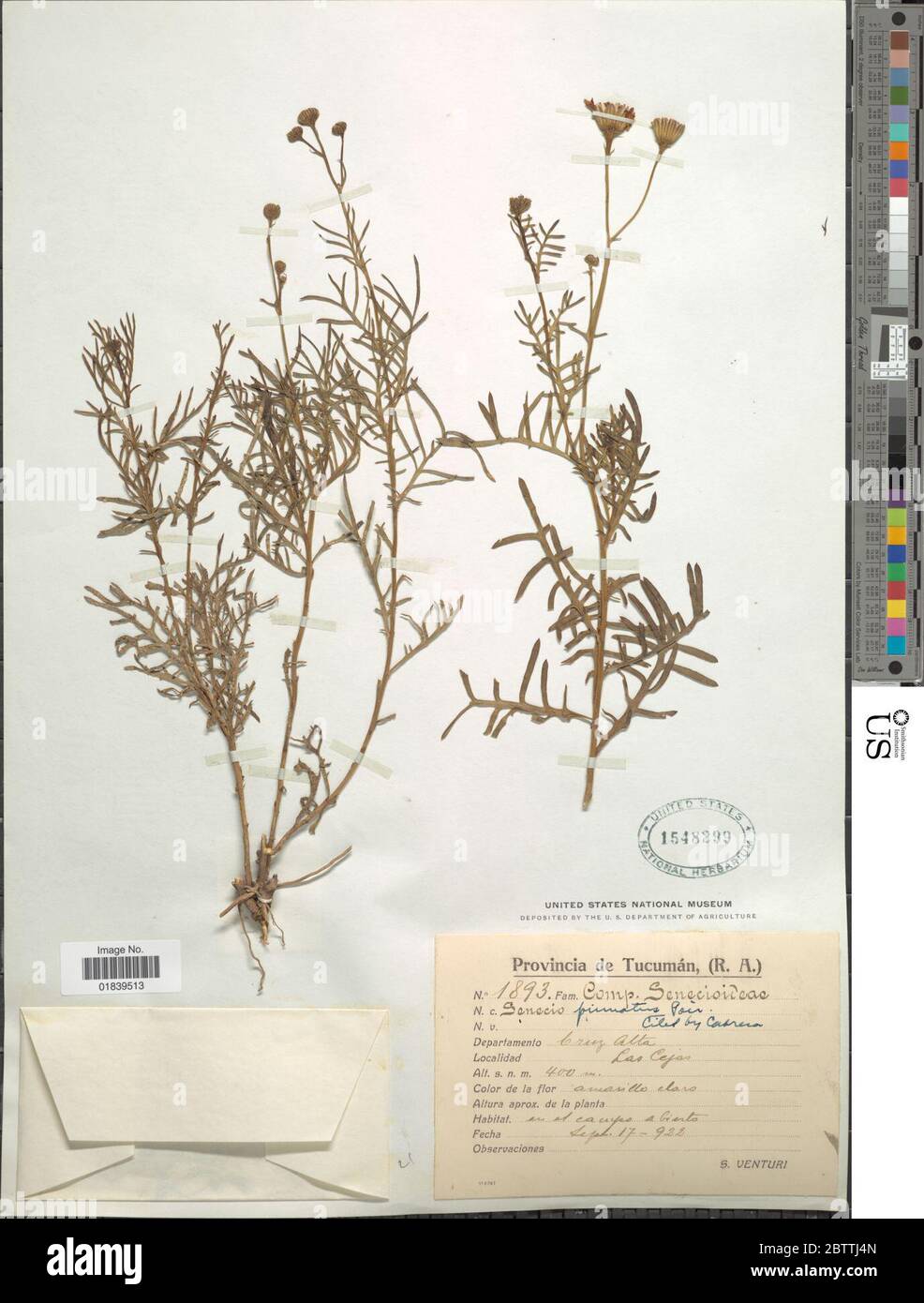 Senecio pinnatus hi-res stock photography and images - Alamy