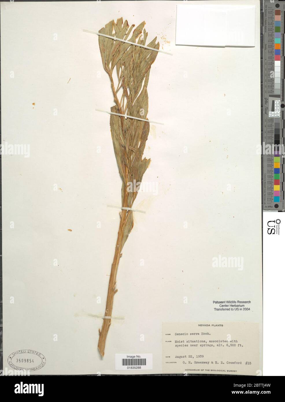 Senecio serra hi-res stock photography and images - Alamy