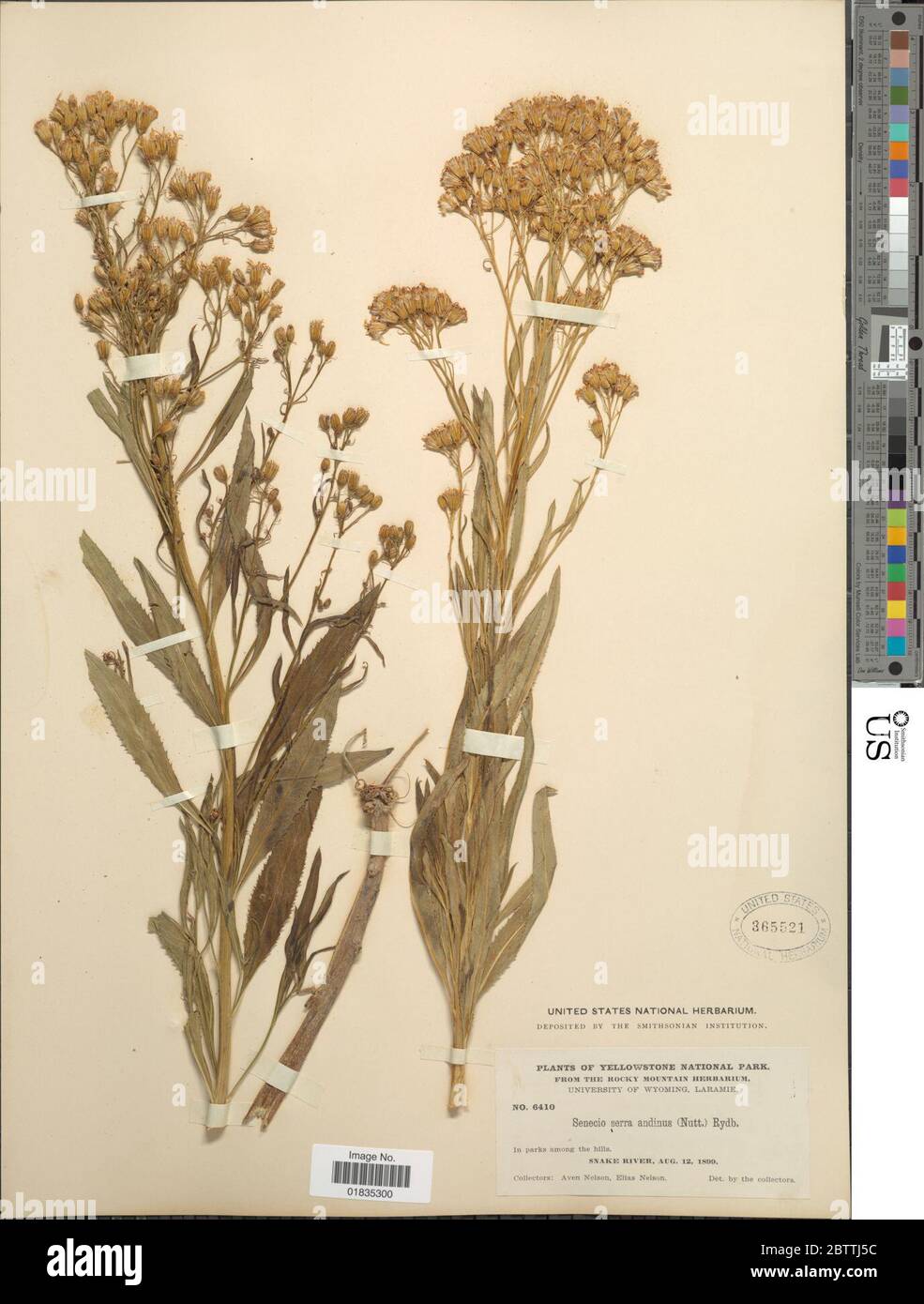 Senecio serra Hook Stock Photo - Alamy