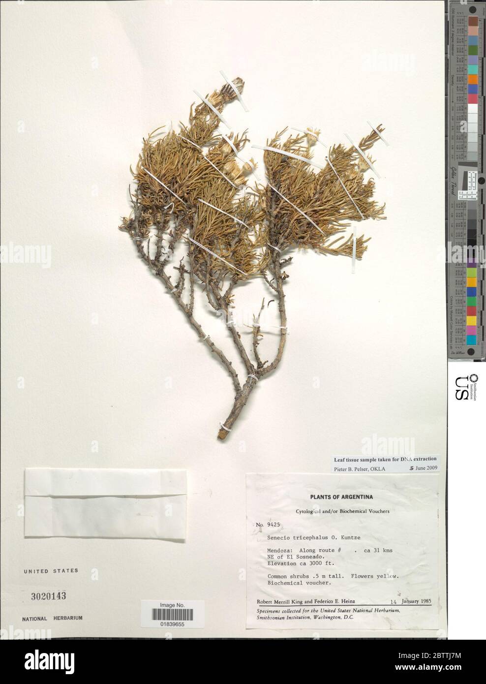 Senecio tricephalus Kuntze Stock Photo - Alamy