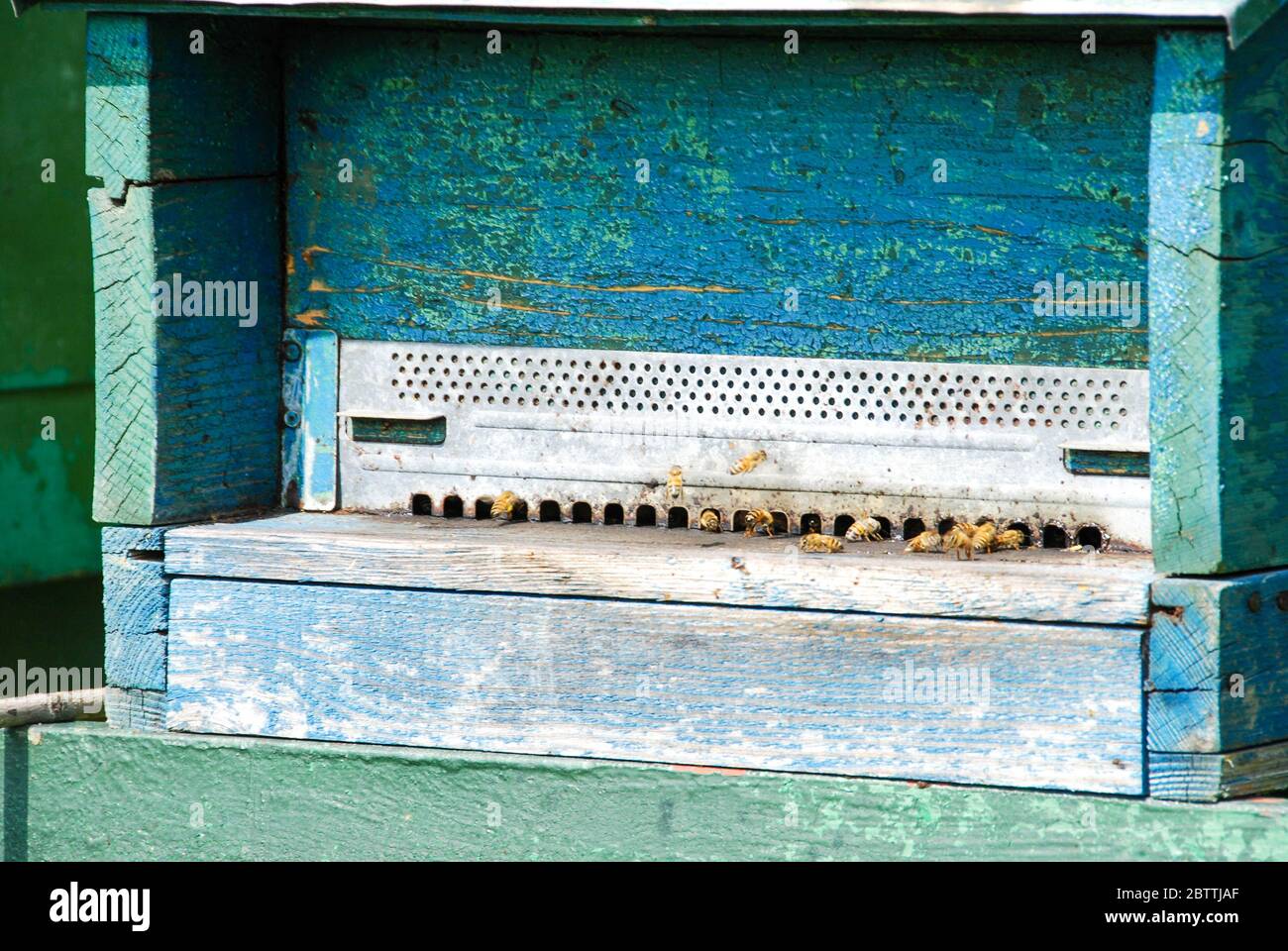 Bees fly in front hive hi-res stock photography and images - Alamy