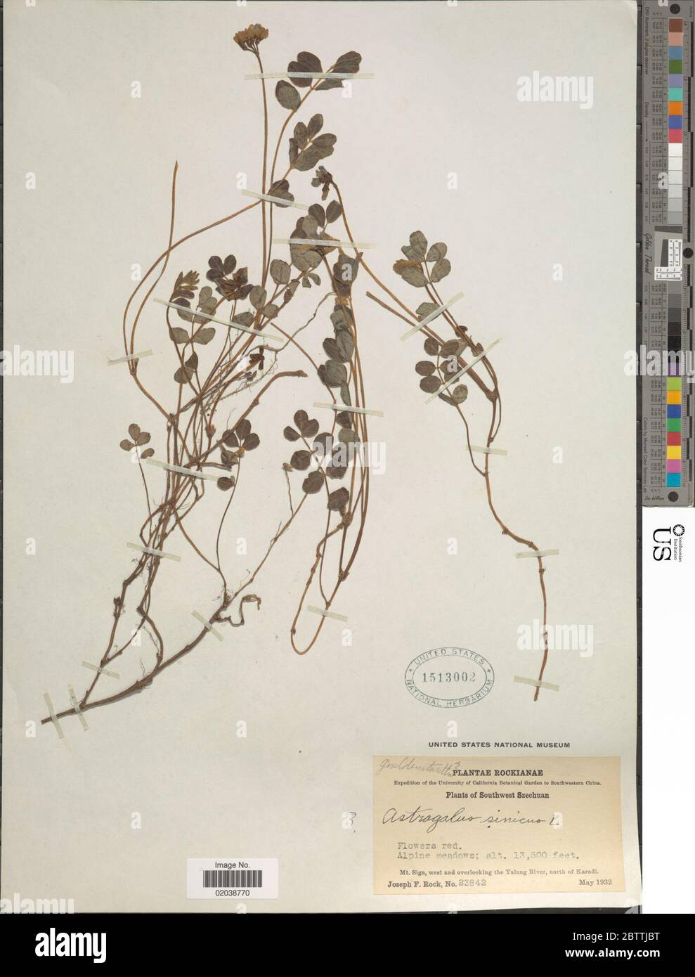 Sinicus hi-res stock photography and images - Alamy