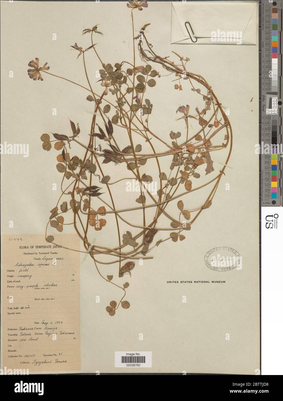 Sinicus hi-res stock photography and images - Alamy