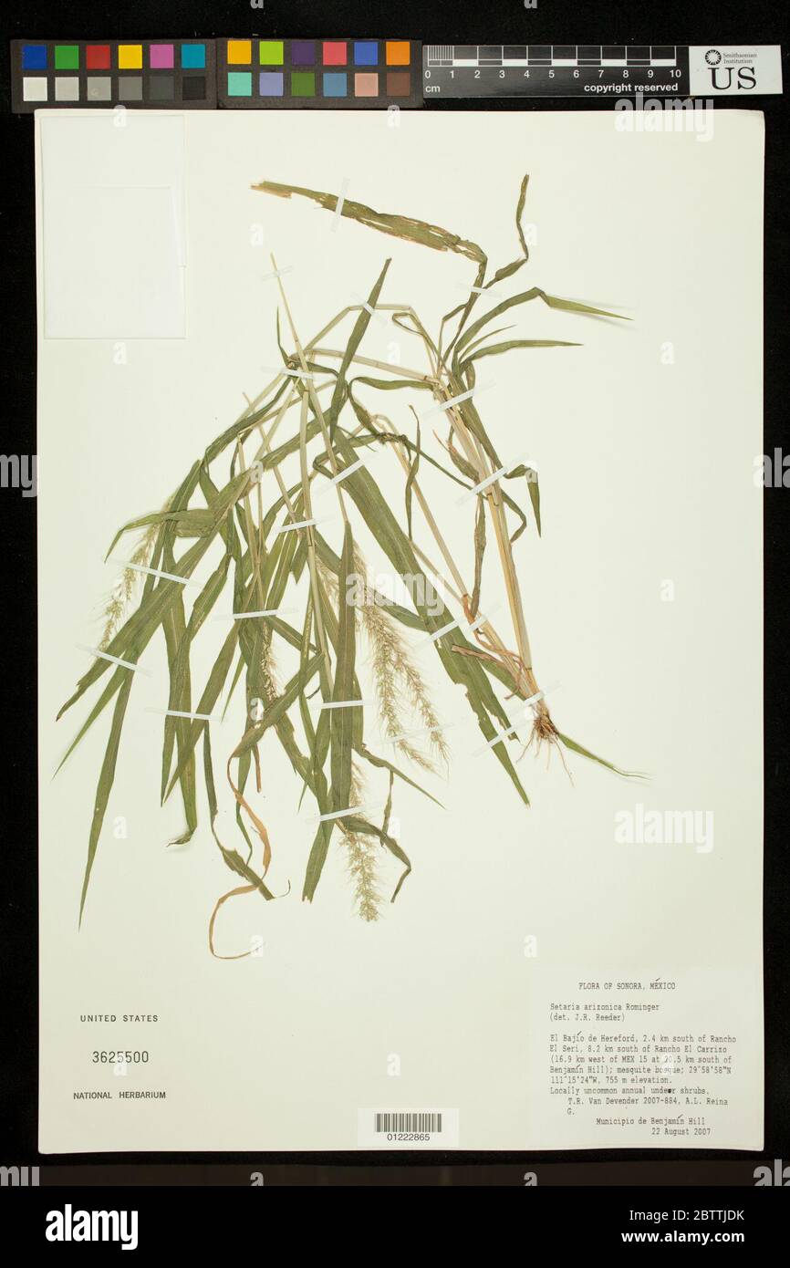 Setaria arizonica Rominger Stock Photo - Alamy