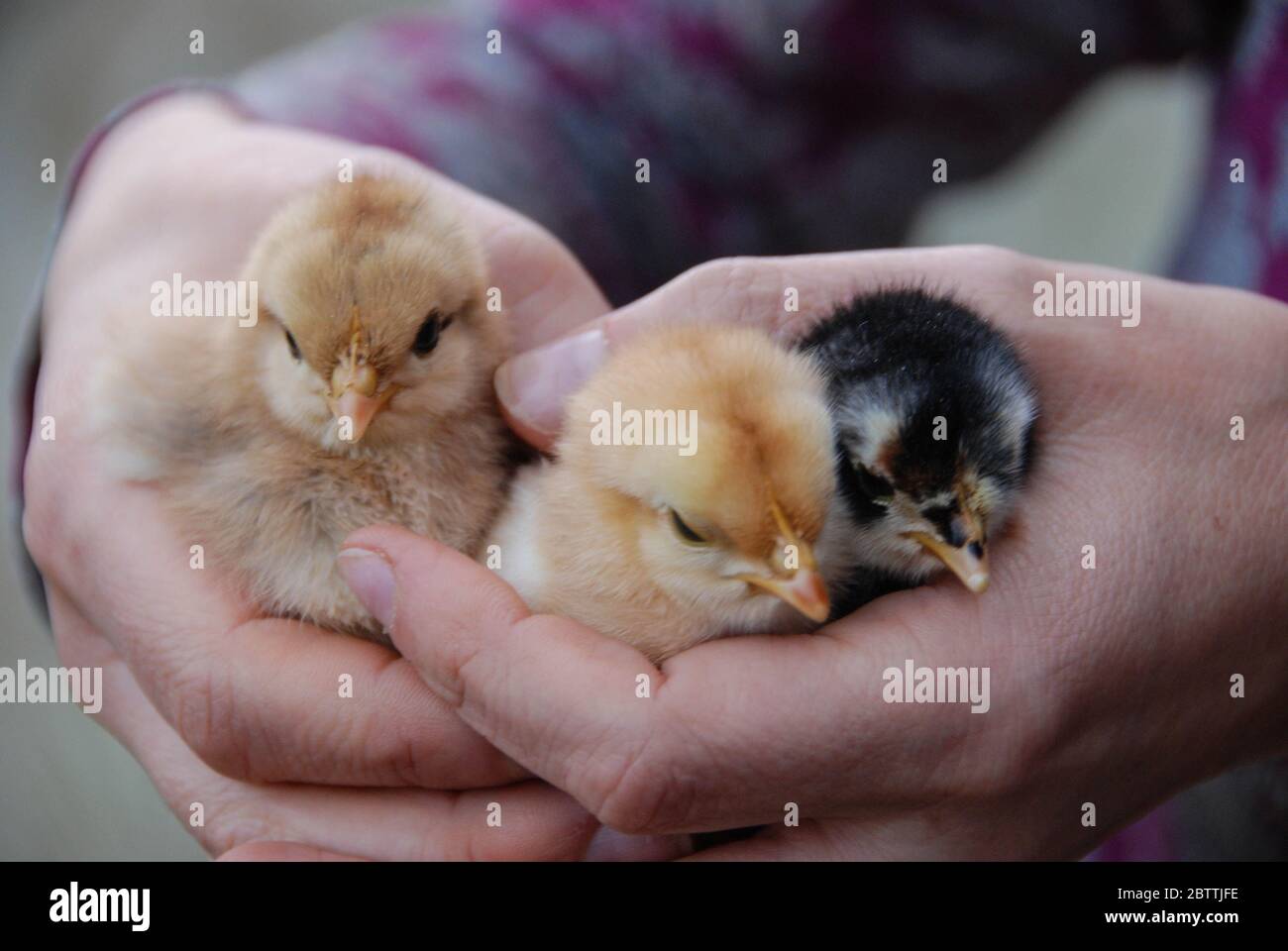 Three little chicks in their hands Stock Photo - Alamy