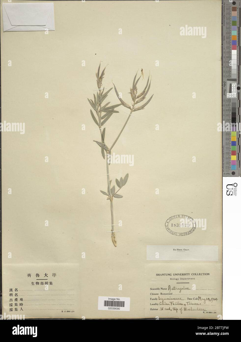 Astragalus sp hi-res stock photography and images - Alamy