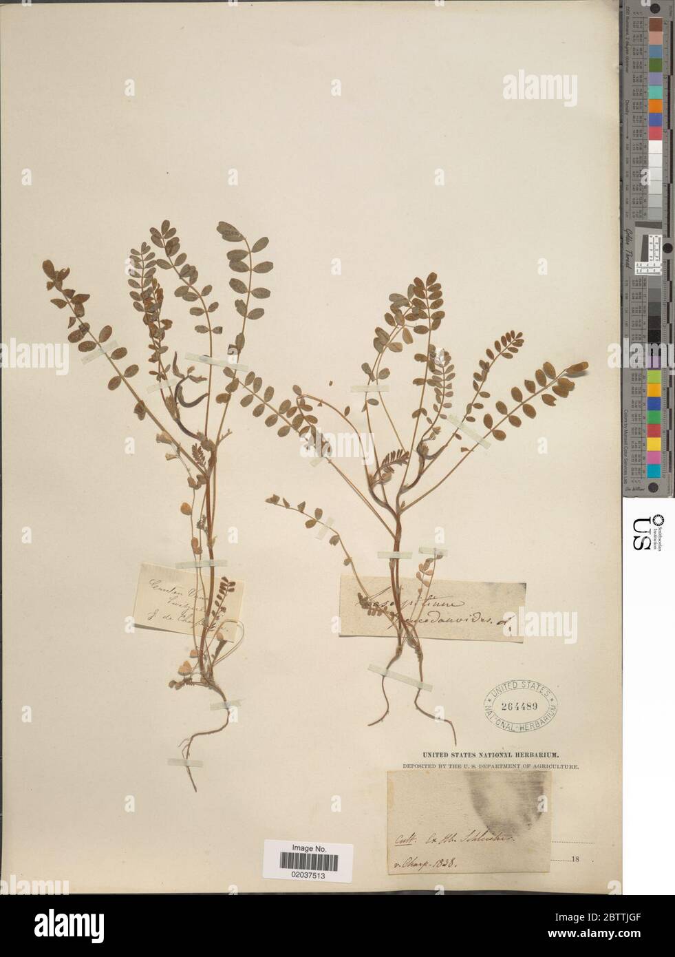 Plant astragalus genus hi-res stock photography and images - Alamy