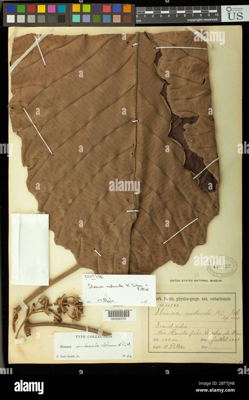 Sloanea medusula K Schum Pittier in Pittier Stock Photo - Alamy