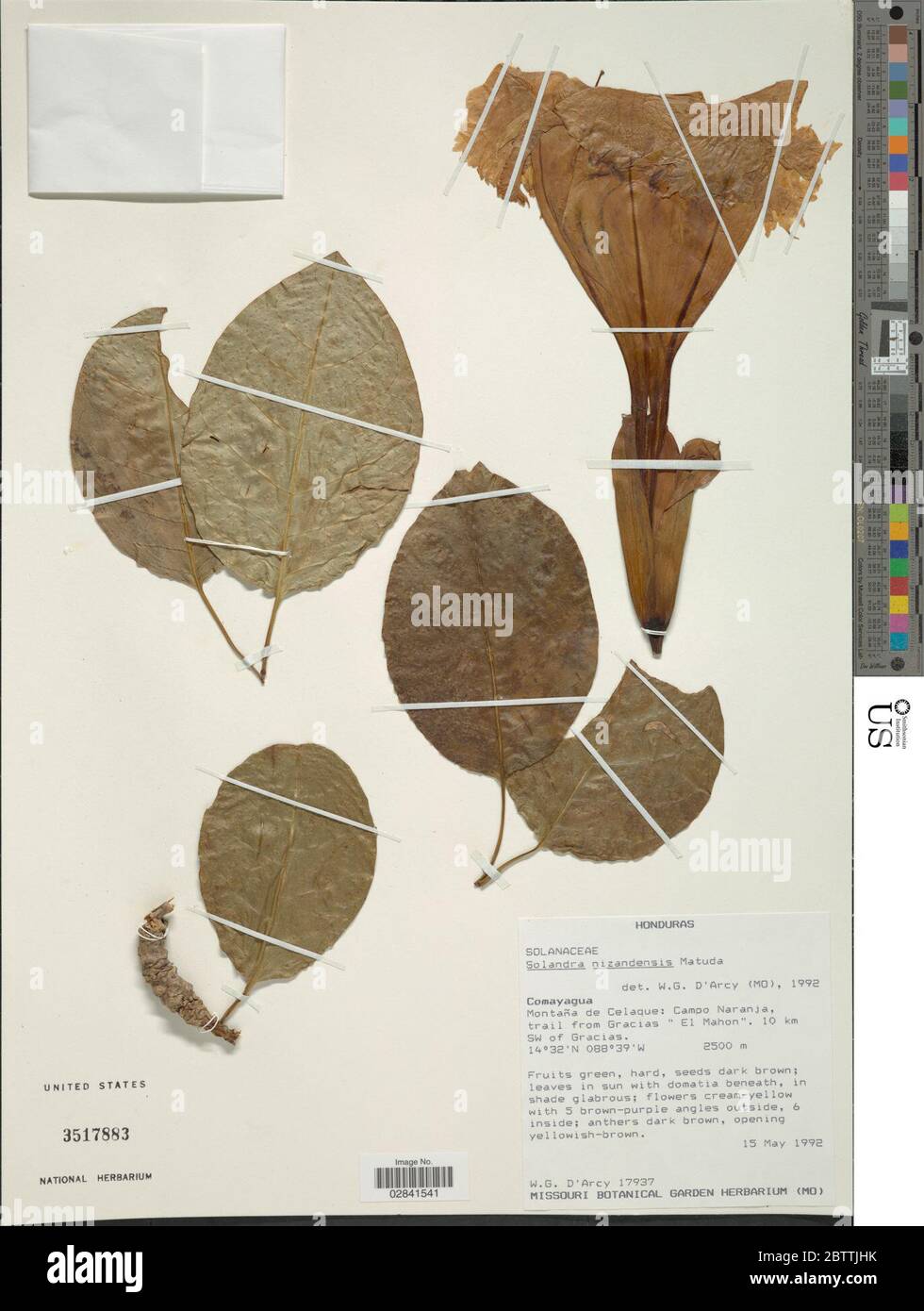 Matuda hi-res stock photography and images - Alamy