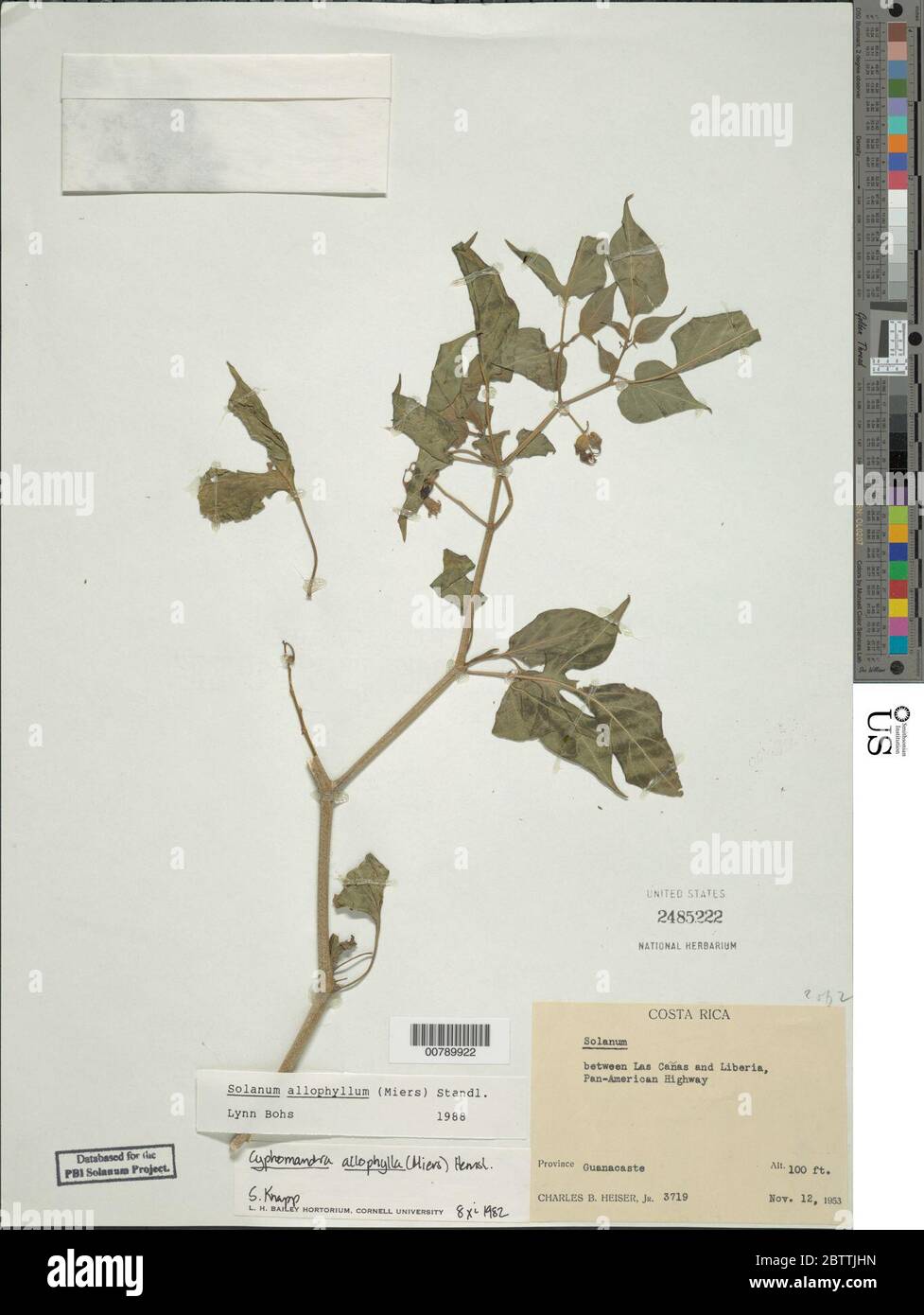 Solanum allophyllum hi-res stock photography and images - Alamy