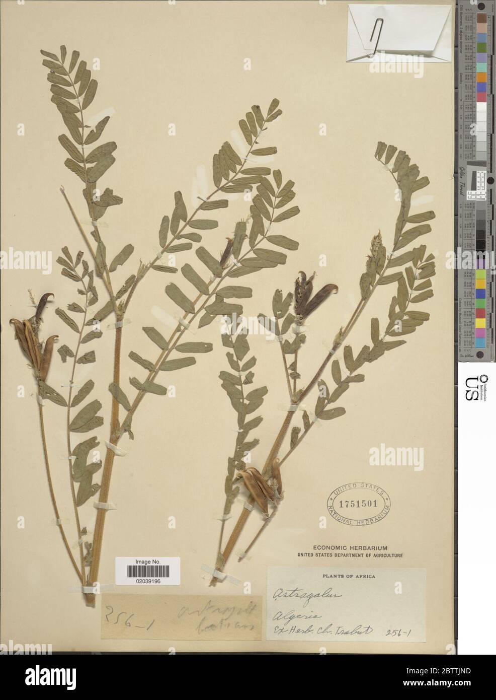 Plant astragalus genus hi-res stock photography and images - Alamy