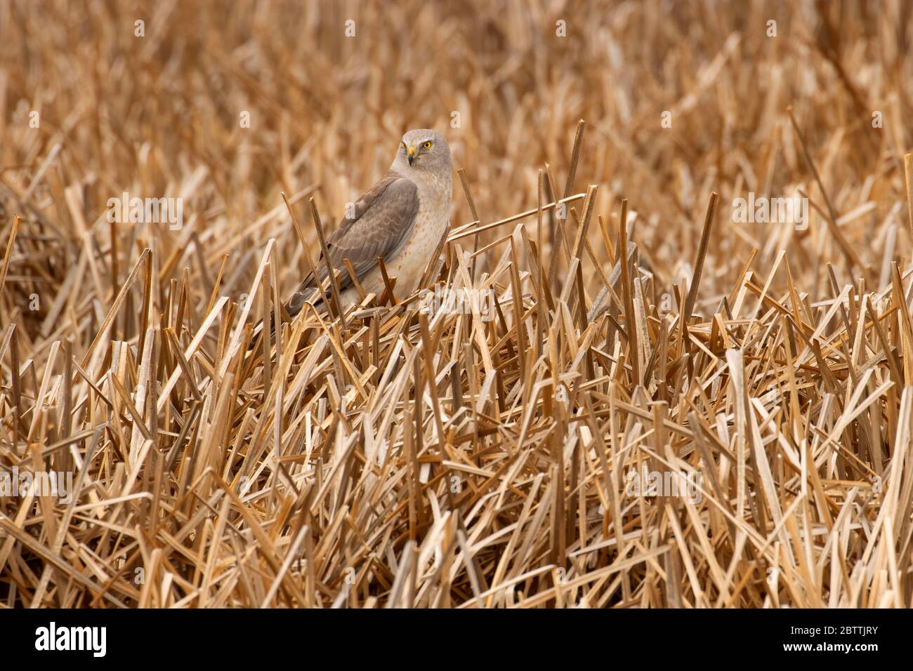 Northern harrier (Circus hudsonius), Malheur National Wildlife Refuge ...