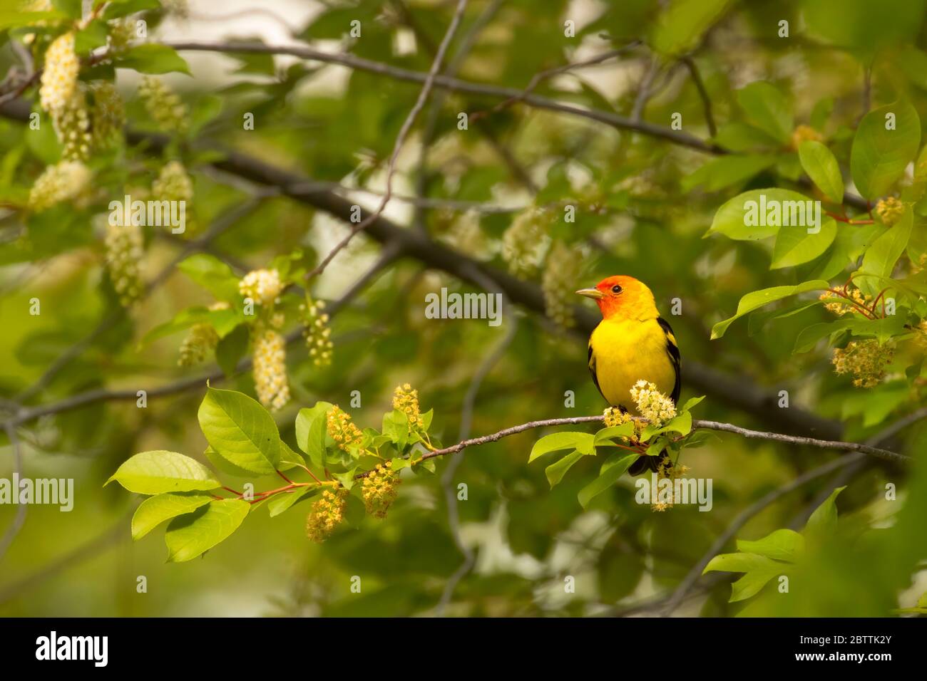 Western tanager (Piranga ludoviciana), Malheur National Wildlife Refuge ...