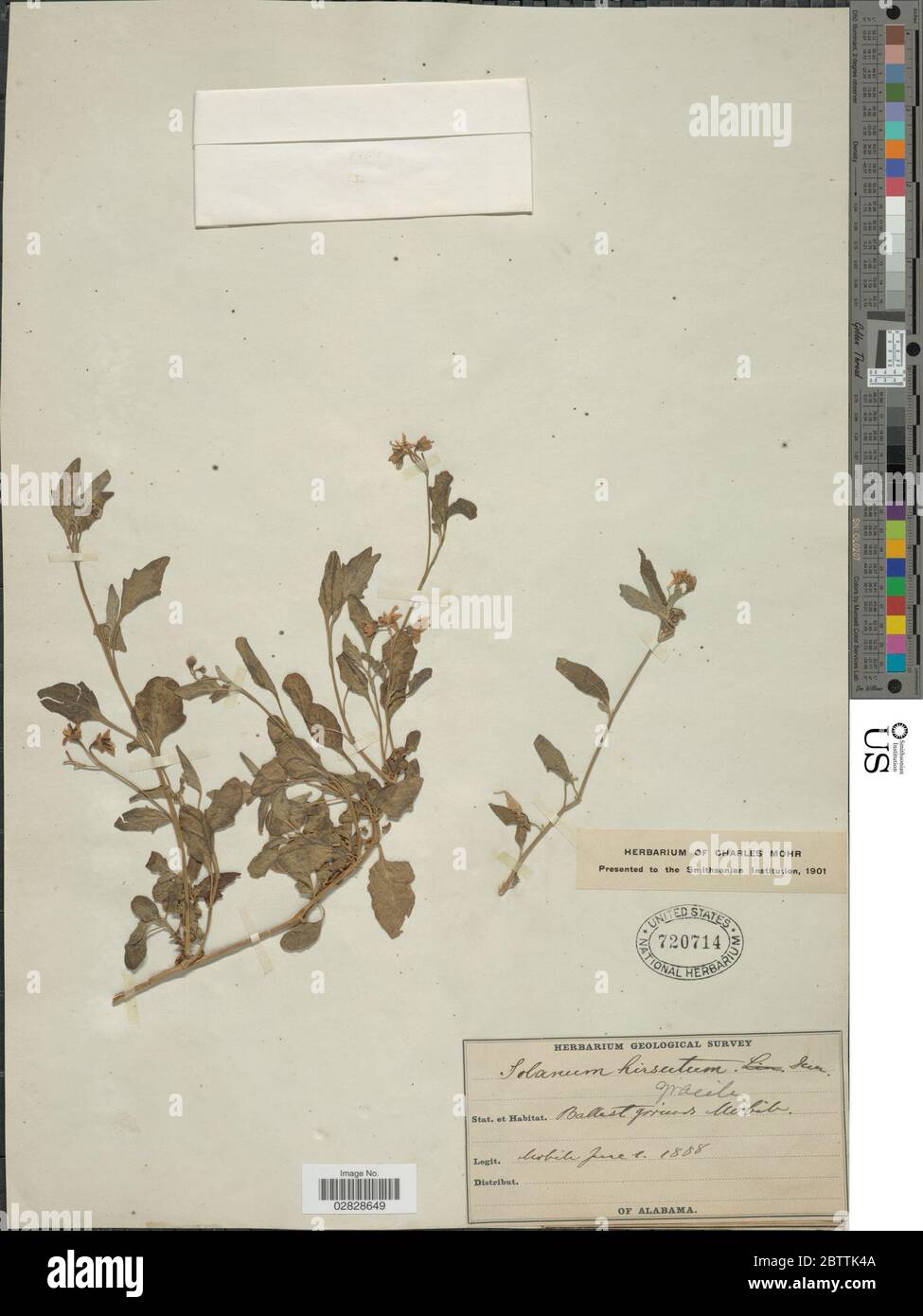 Solanum gracile hi-res stock photography and images - Alamy