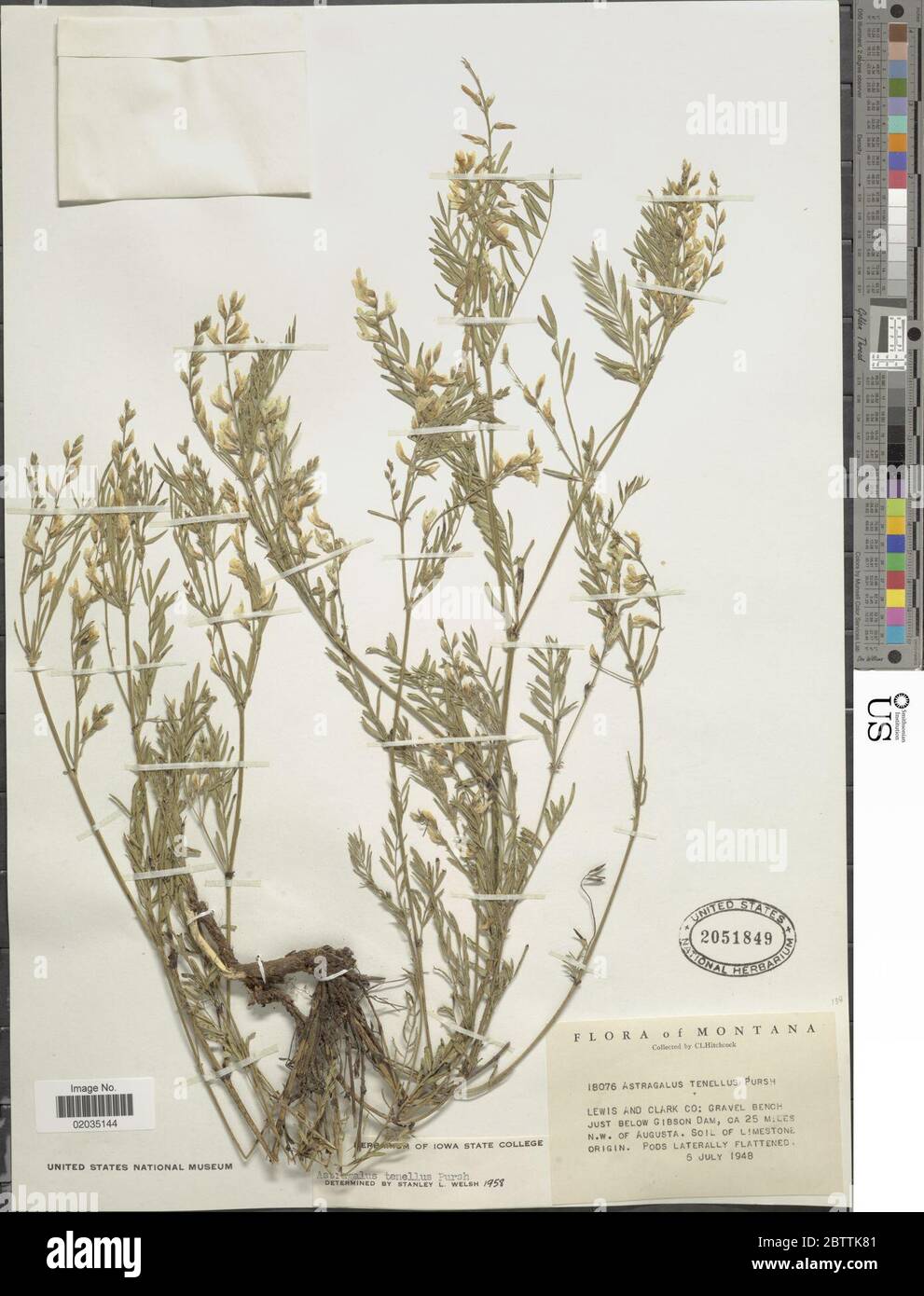 Plant astragalus genus hi-res stock photography and images - Alamy