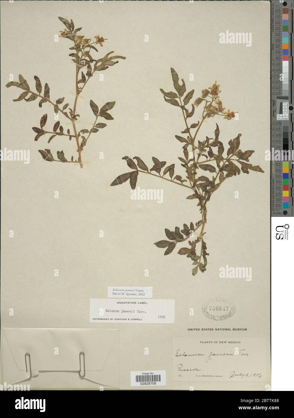 Solanum jamesii hi-res stock photography and images - Alamy