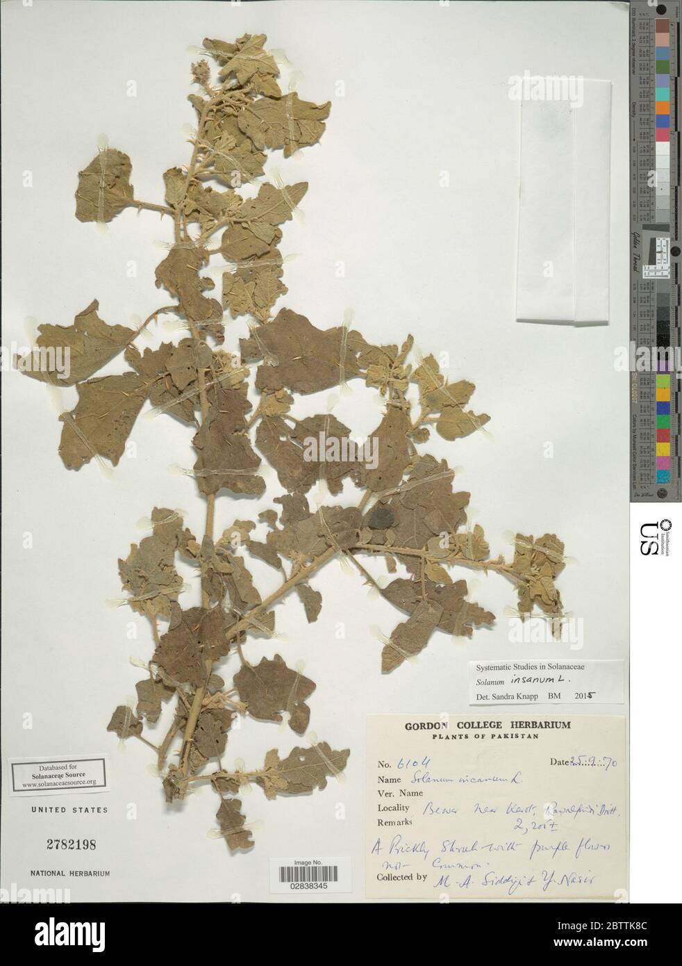 Solanum Incanum High Resolution Stock Photography and Images - Alamy