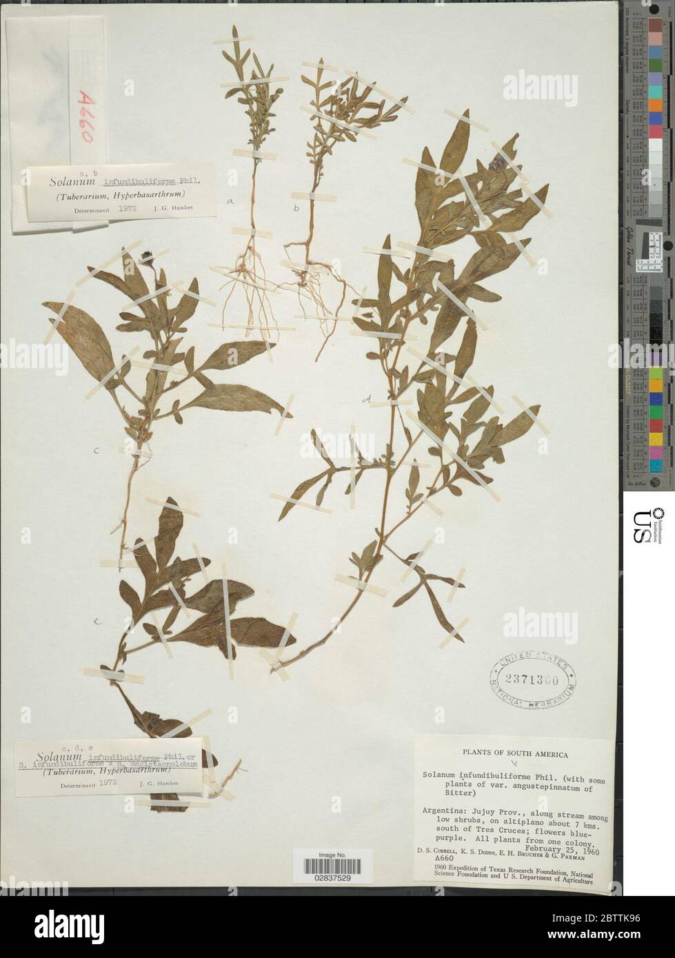 Solanum infundibuliforme Phil Stock Photo - Alamy