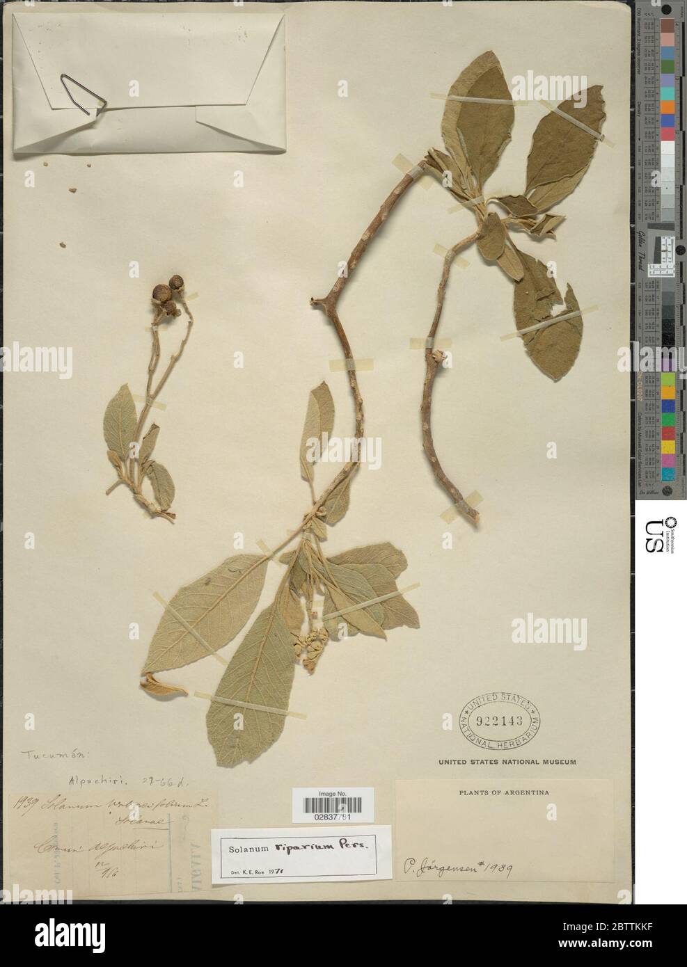 Solanum riparium Pers Stock Photo - Alamy