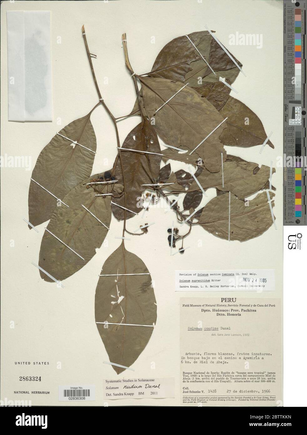 Nudum hi-res stock photography and images - Alamy