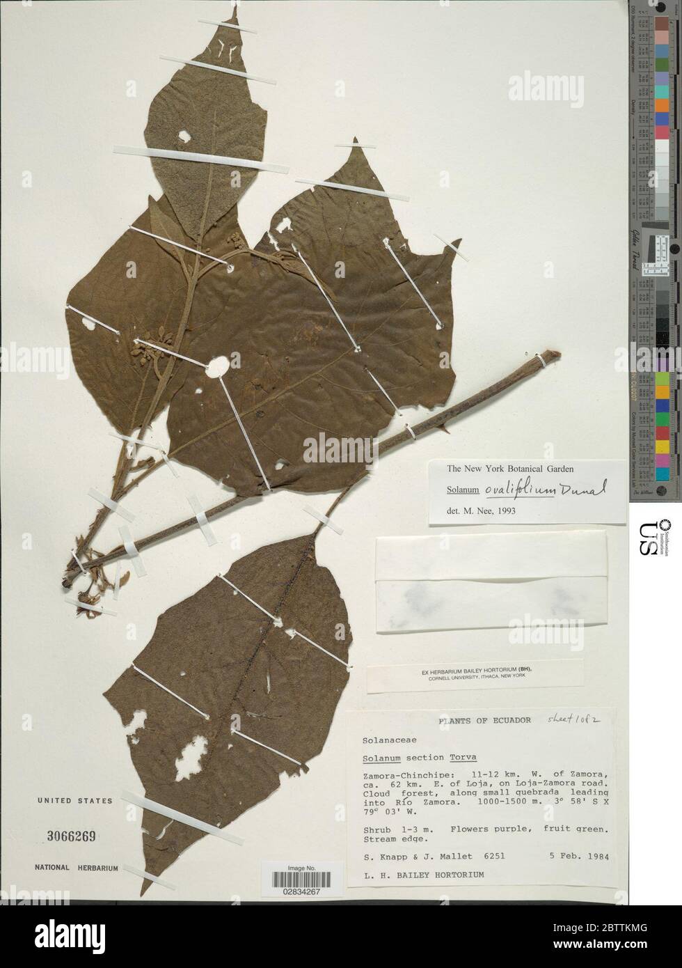 Solanum ovalifolium Dunal Stock Photo - Alamy