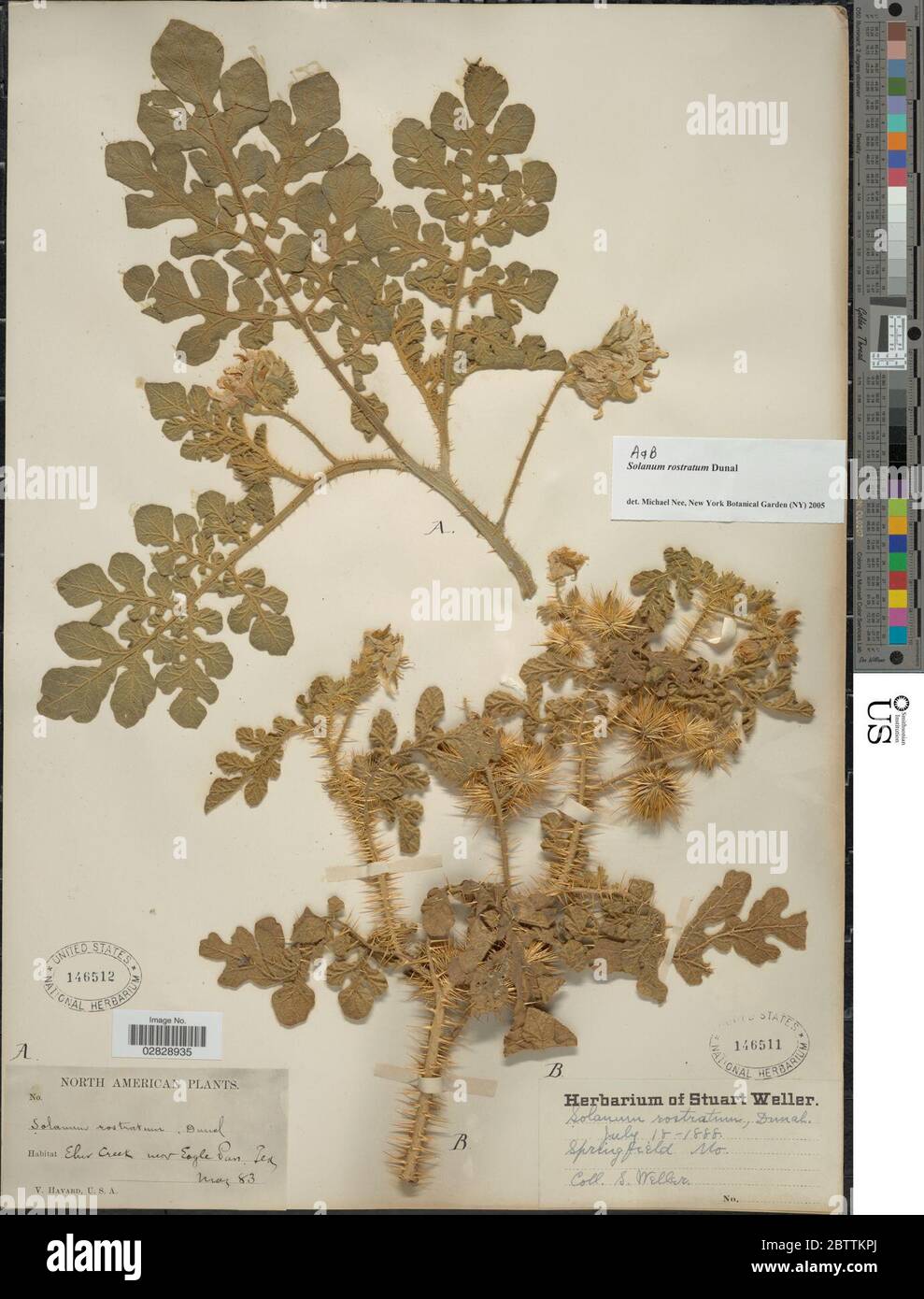 Rostratum hi-res stock photography and images - Alamy