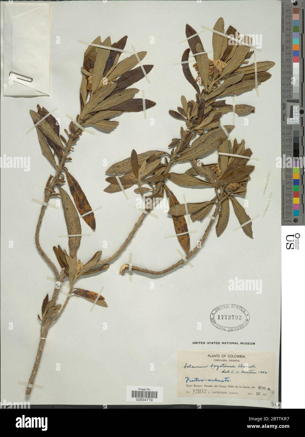 Solanum stenophyllum Dunal Stock Photo - Alamy