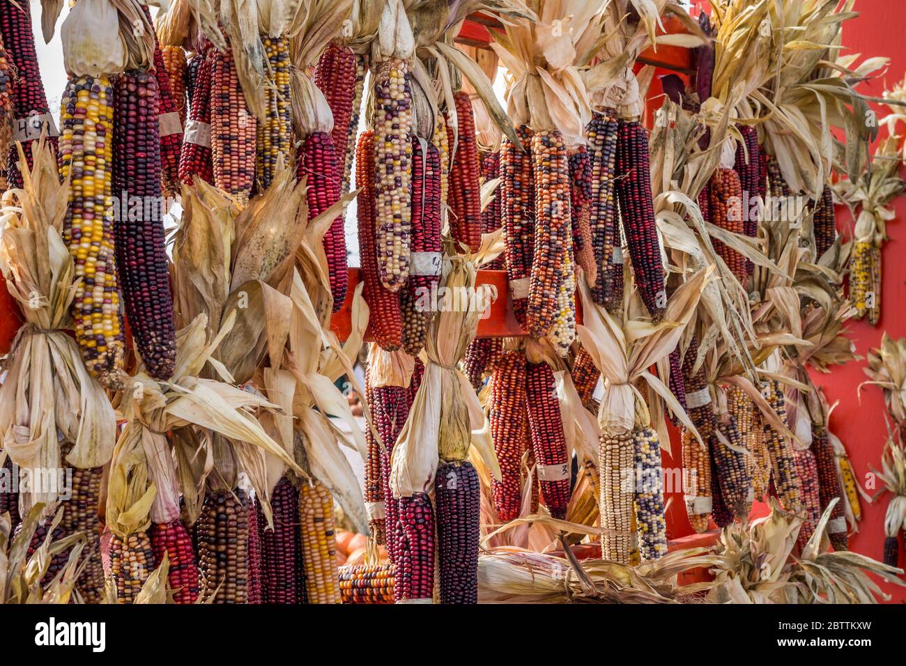 Fall harvest, colorful dried Indian corn for holiday decorating Stock ...